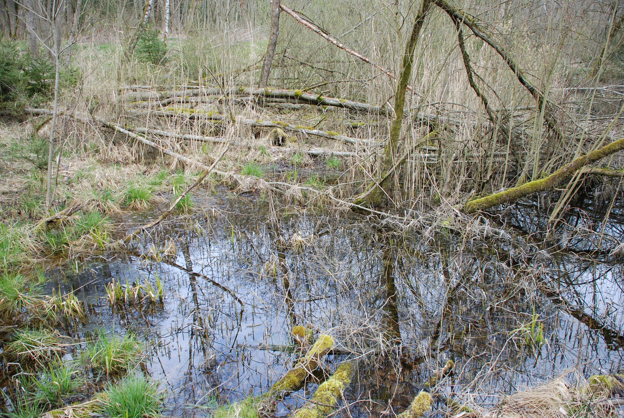 versteckte Biotope - Fürstenfeldbruck