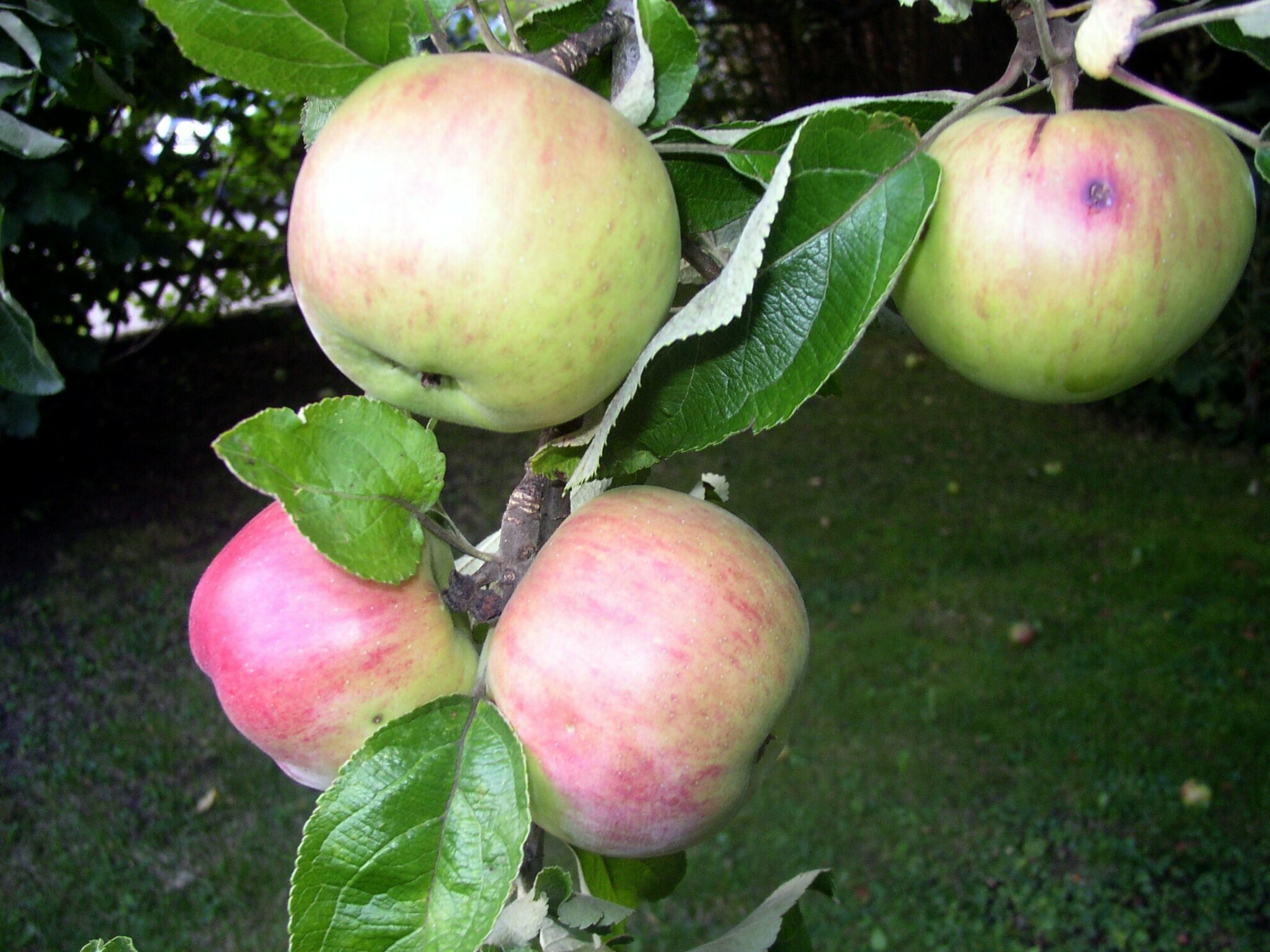 Es reift der Apfel..... - Krumbach