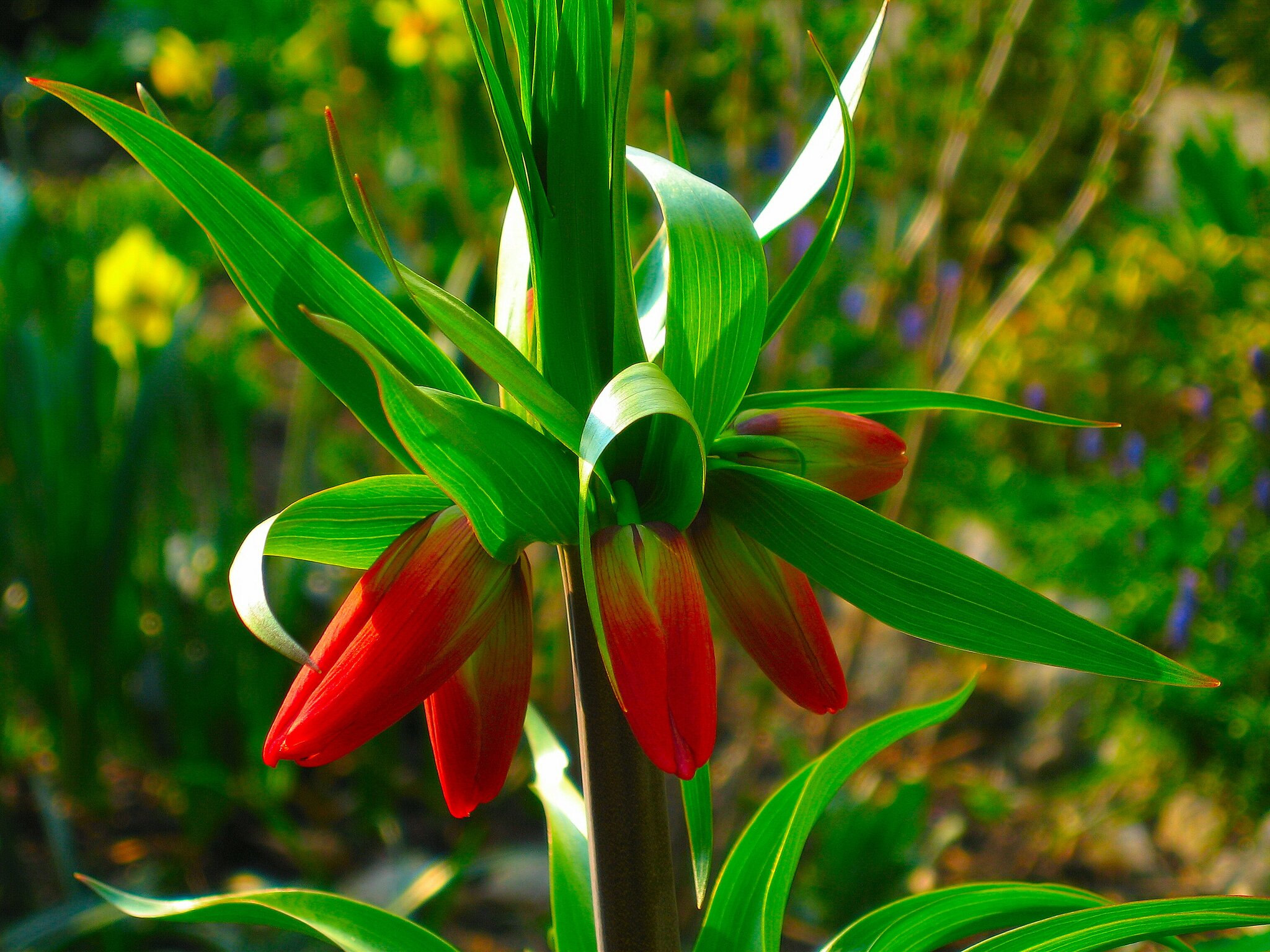 Im Aprilgarten | Blumen | Frühlingsgarten - Donauwörth
