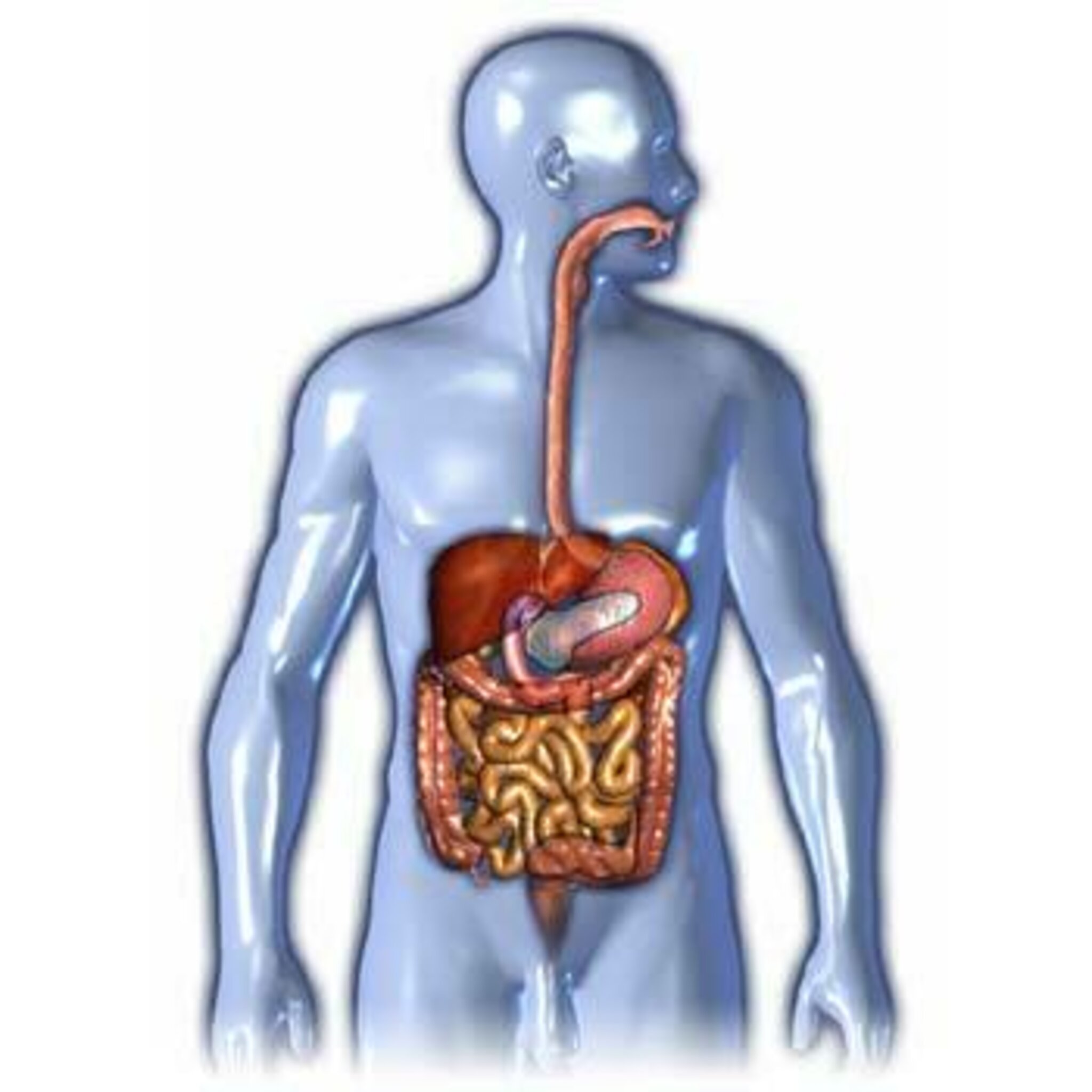 Der Darm - Die Basis der Gesundheit - Neusäß