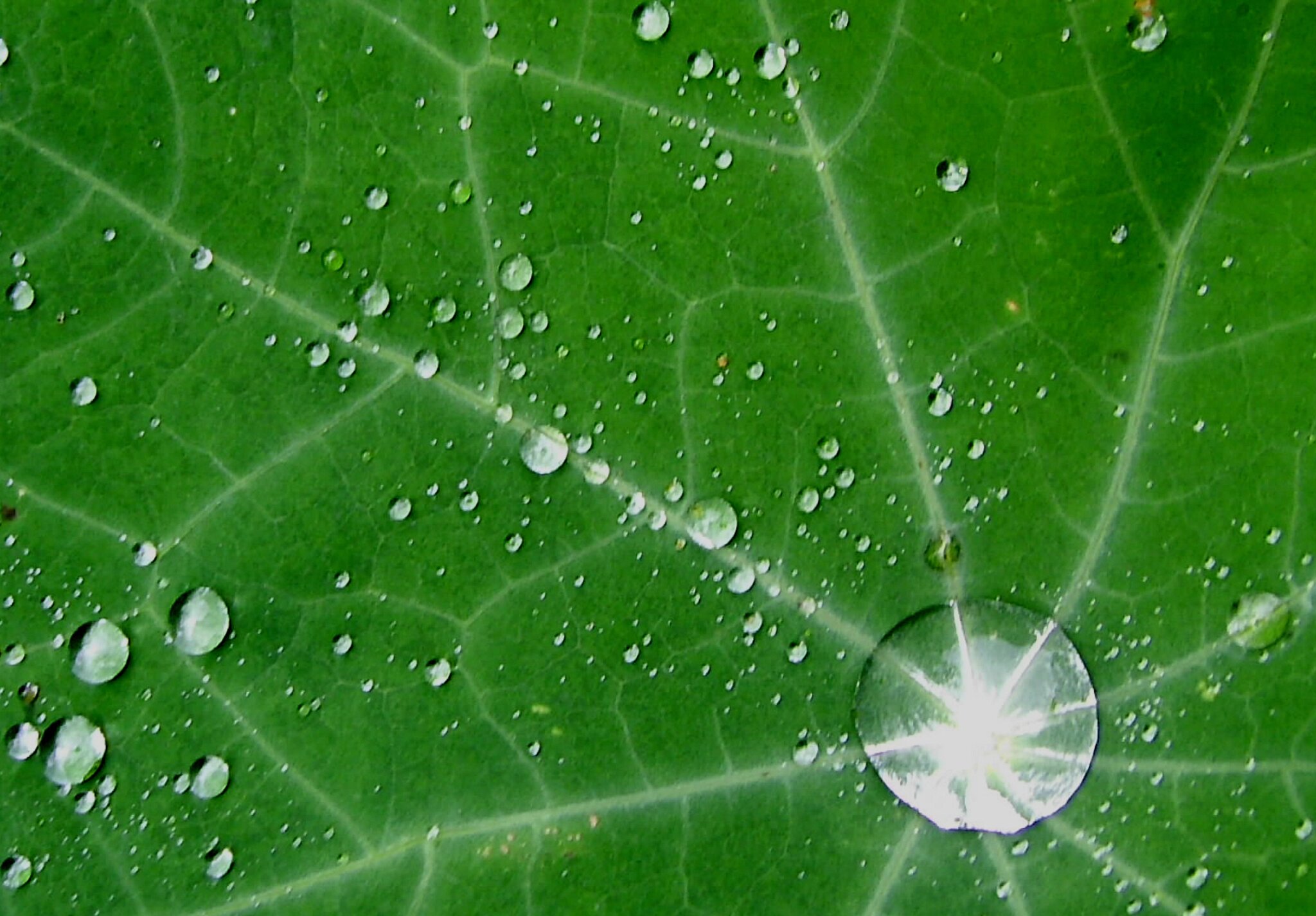 Die Lösung: Wasserperlen auf dem Blatt der Kapuzinerkresse! - Aichach