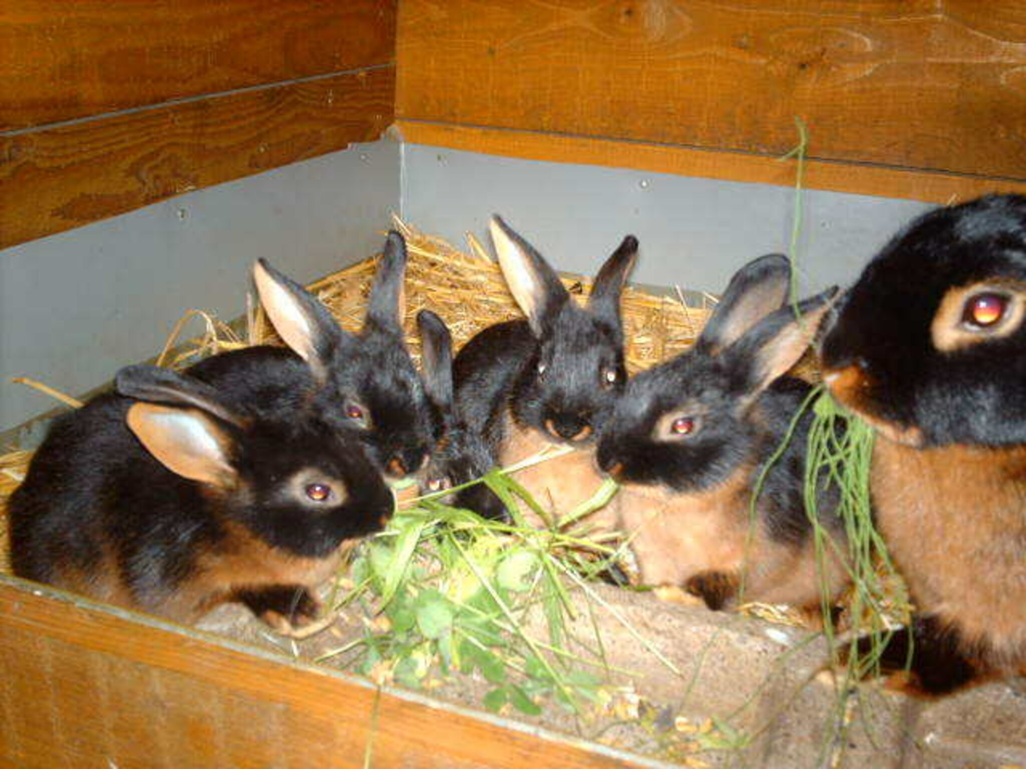 Schwarz-Loh Kaninchen - Wetter