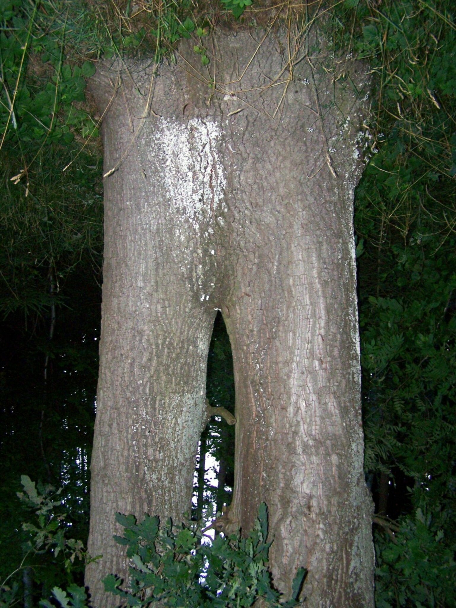 Ist es ein Riese oder was???? - Krumbach