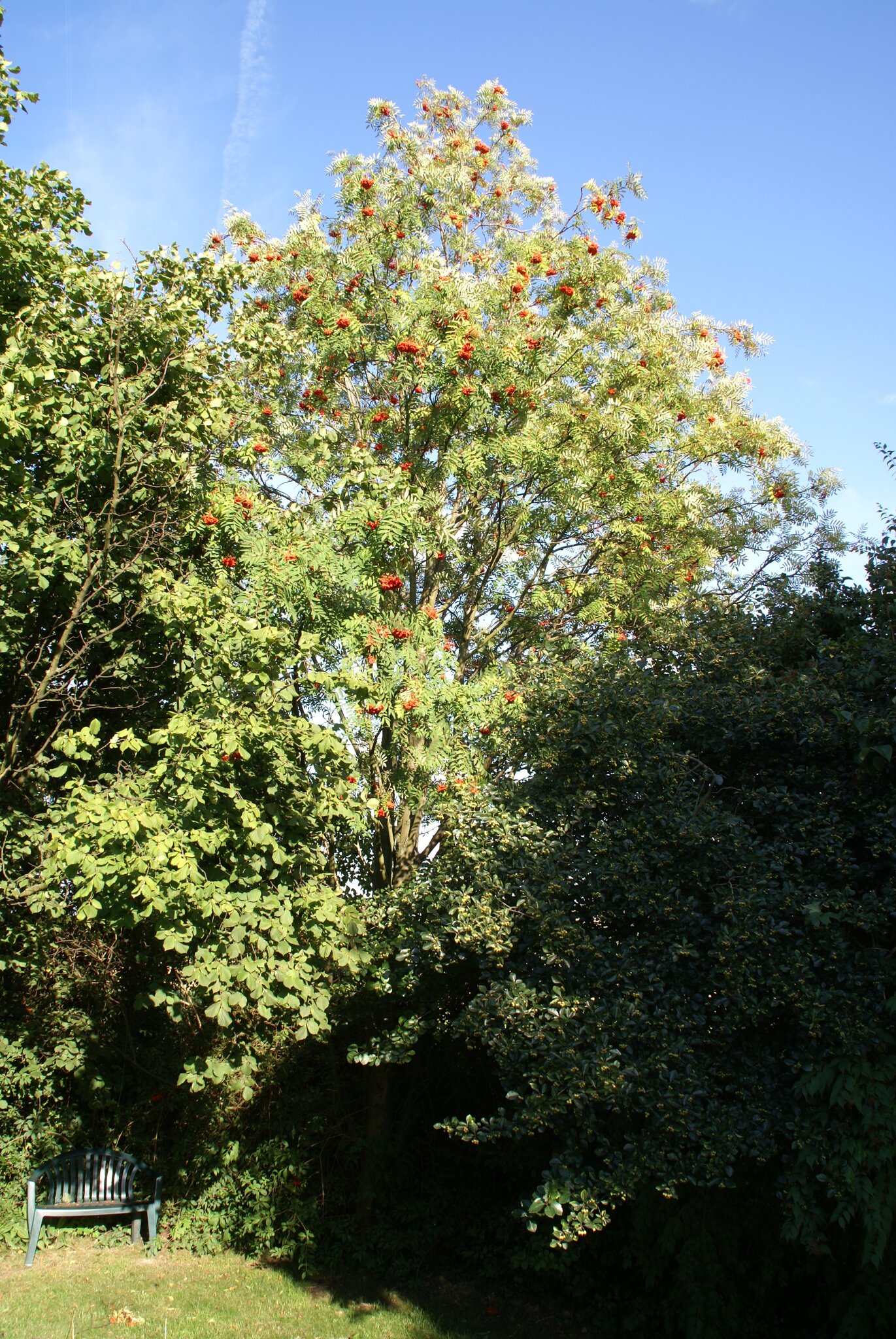 Vogelbeer-Likör - Wennigsen