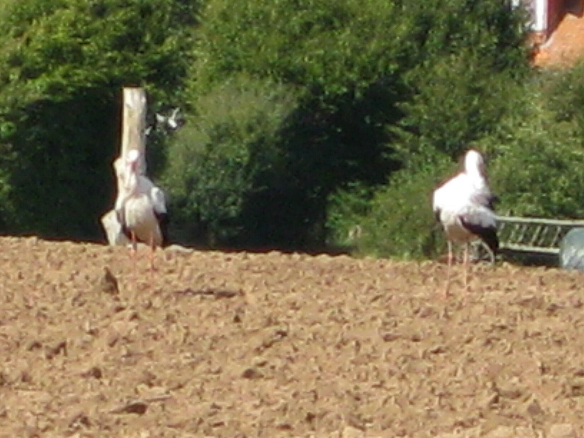 Adebar zwischen Wenkbach und Niederweimar - Weimar