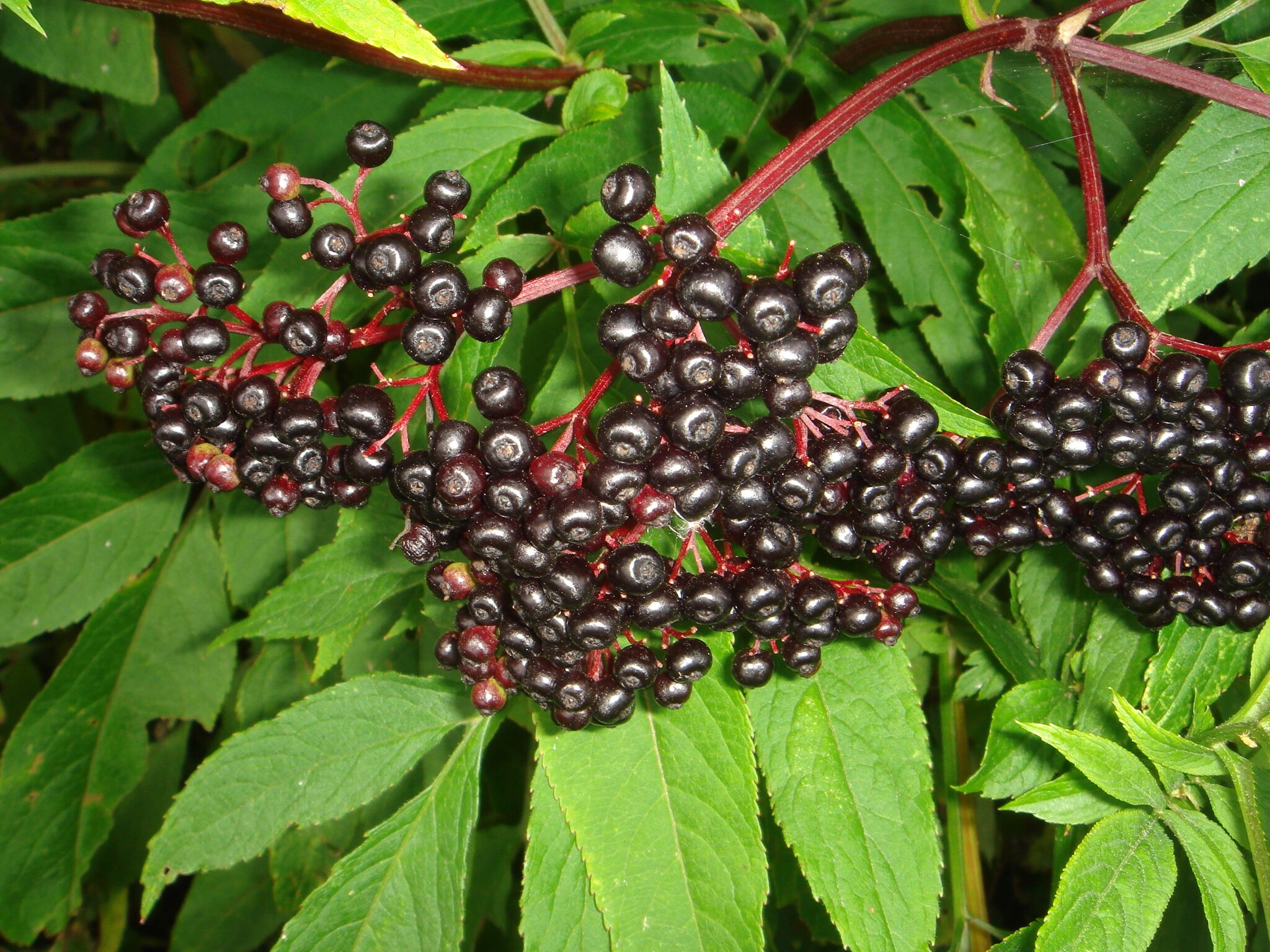 Der Attich oder Zwerg-Holunder leicht zu verwechseln mit Holunder ...
