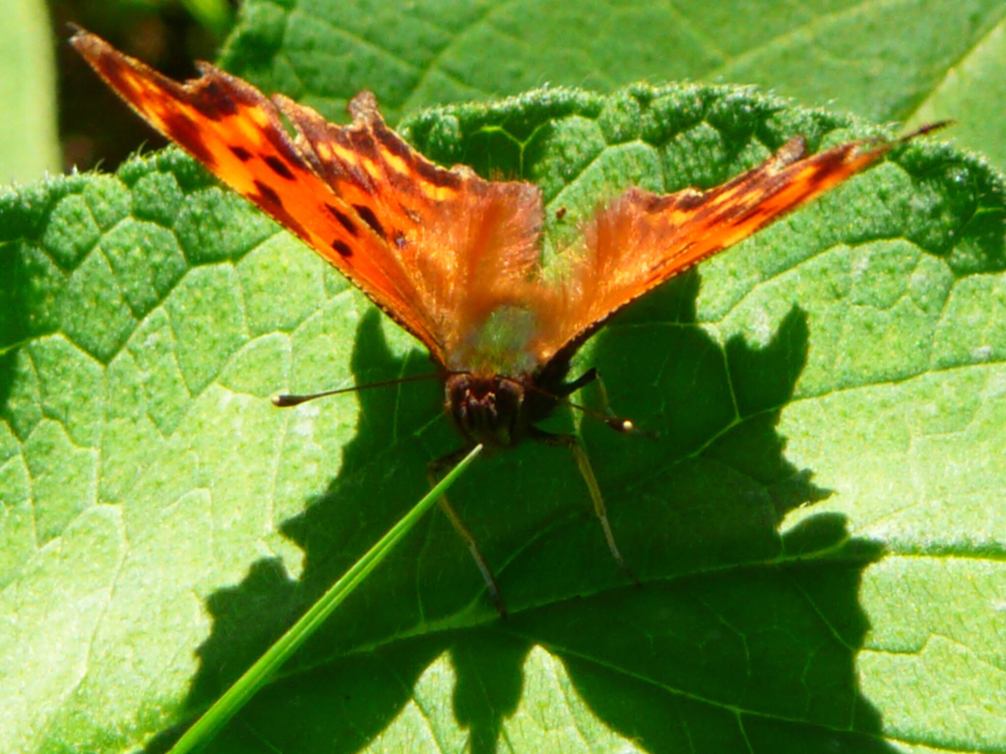 Der C-Falter (Polygonia C-album) zeigt mir seine schönsten Seiten ...