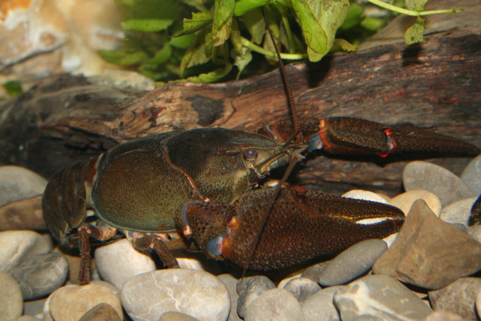Der Edelkrebs - ein heimlicher Bewohner der Gewässer - Meitingen