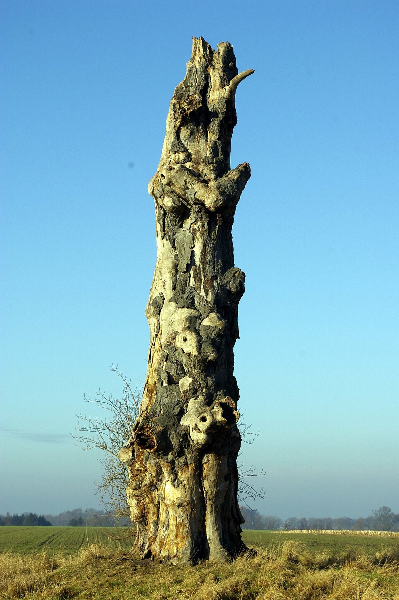 Der alte Baum | Niedersachsen | Chris Gunga - Neustadt am Rübenberge