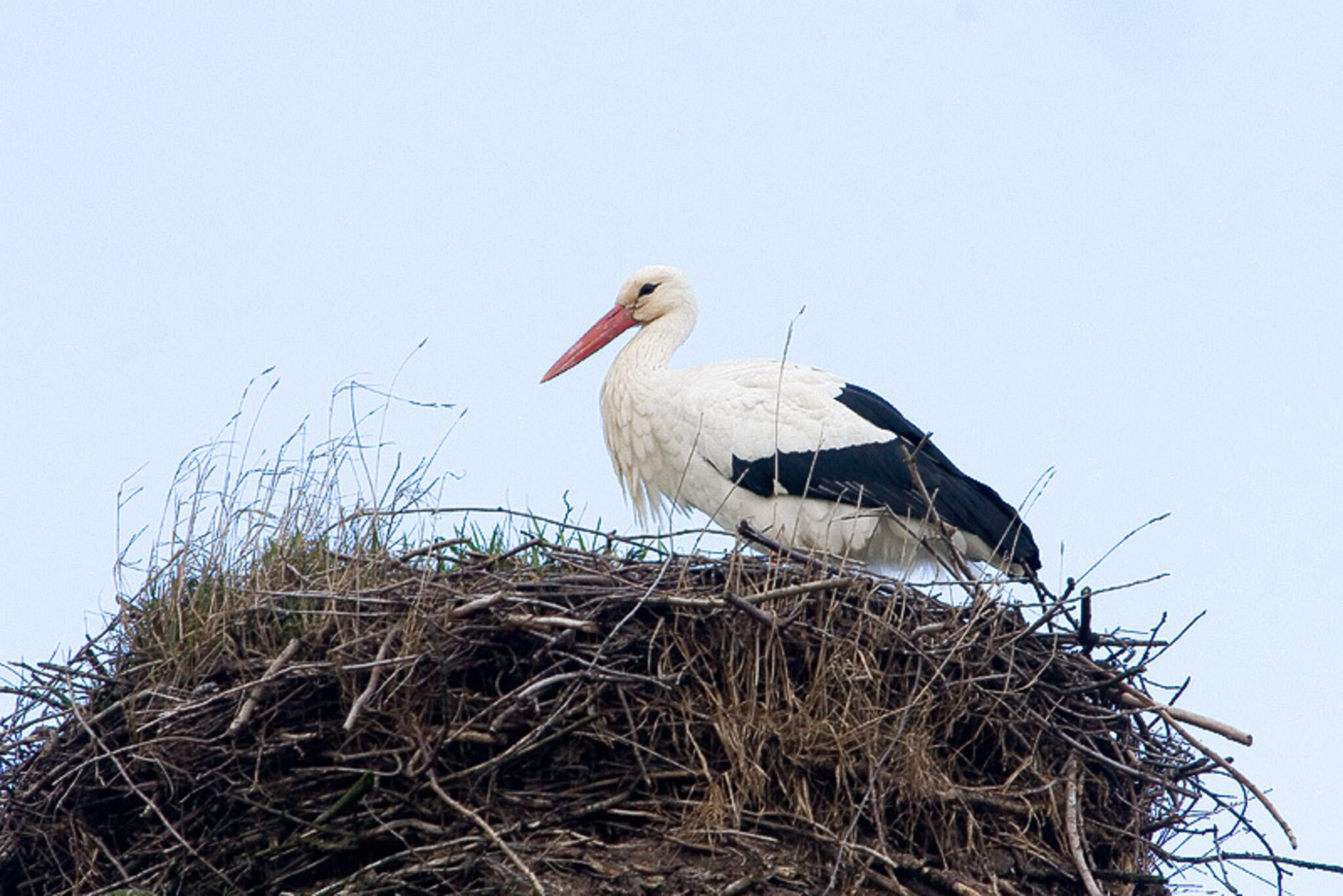 Erster Storch im Neustädter Land gesichtet - Neustadt am Rübenberge