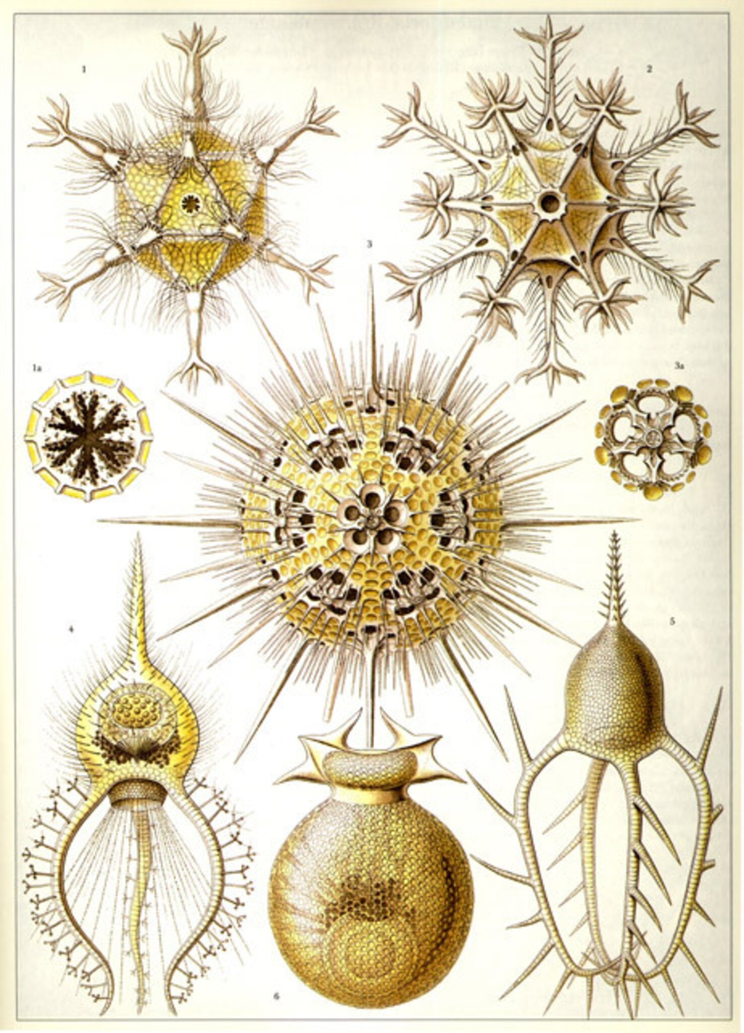 Ernst HAECKEL: In der Frankfurter SCHIRN zum 175. Geburtstag als ...
