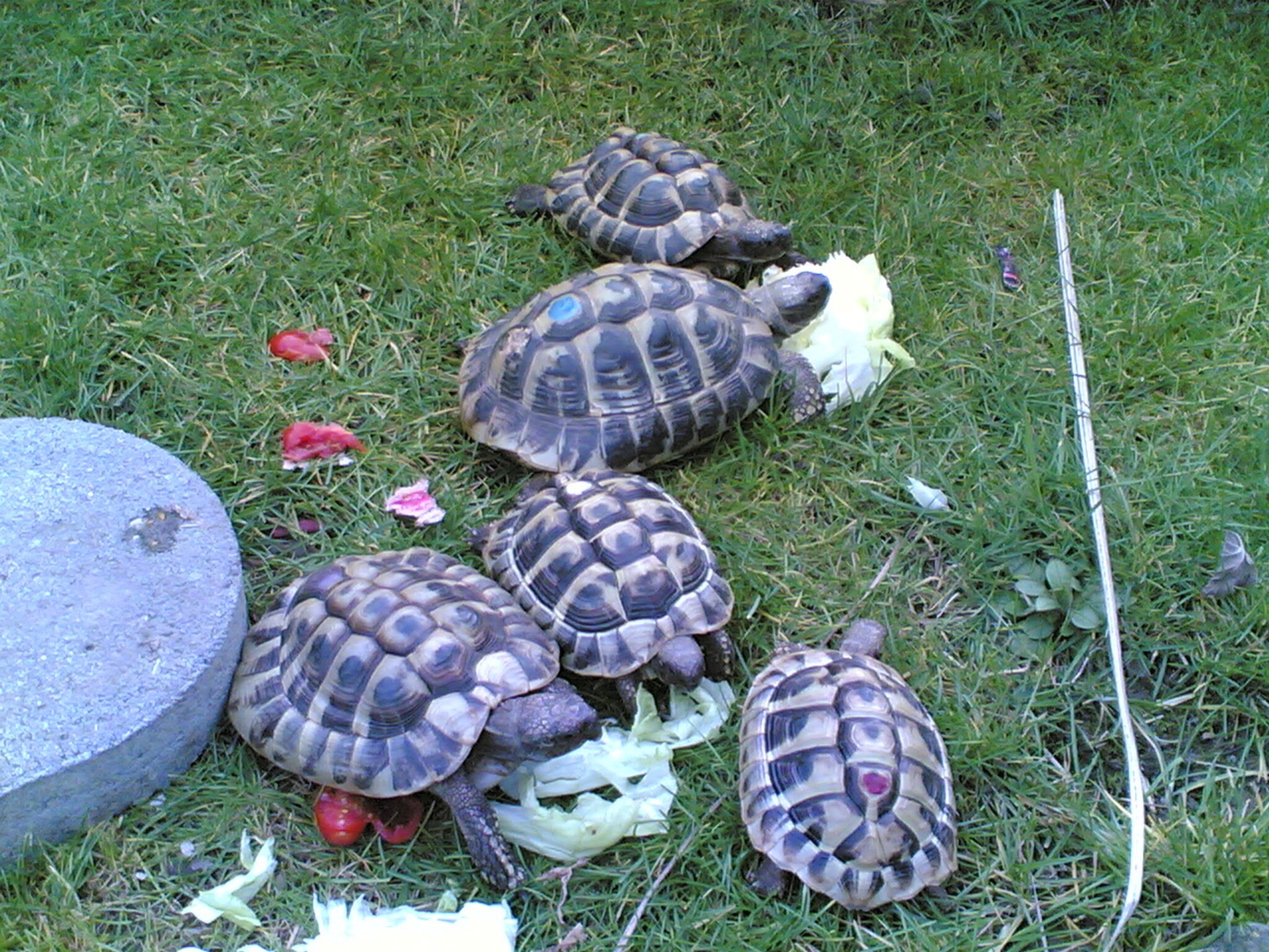 Panzer müsste man haben - Peine