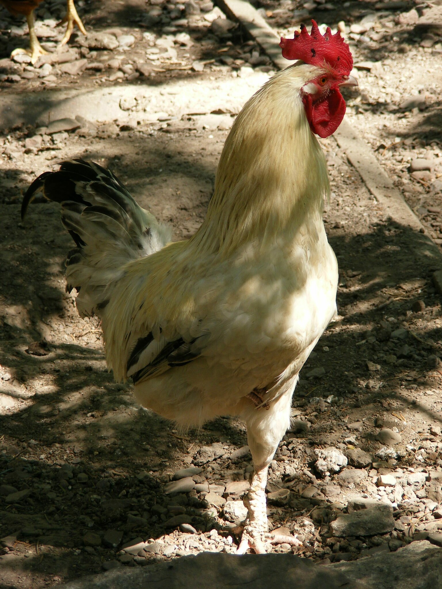 Genmanipulation in der Tierwelt...einbeinige Hühner ;-))) - Springe