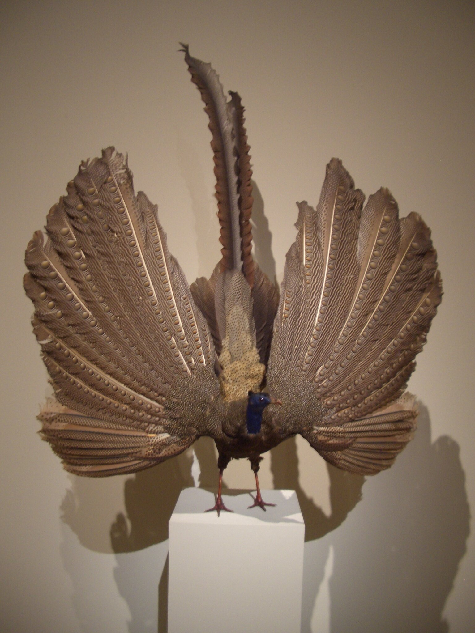 Wie Künstler EVOLUTION malen: Zur Ausstellung „DARWIN – KUNST UND DIE ...