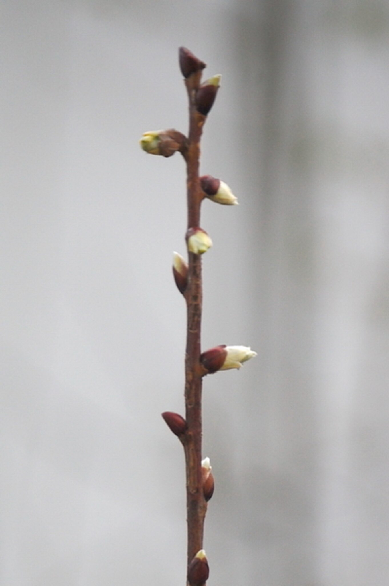 von der Knospe zum Blatt - Marburg
