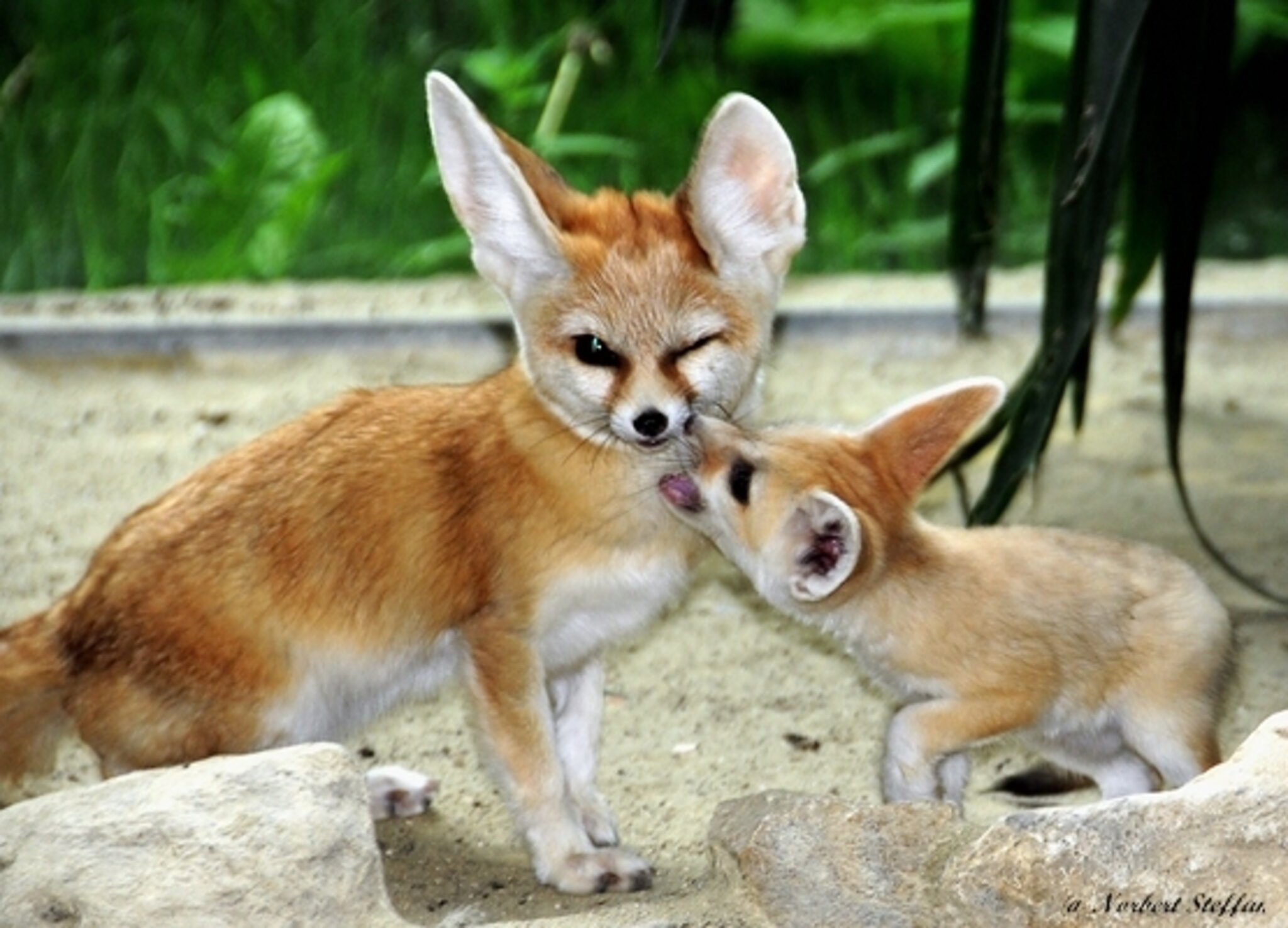 Mit der Kamera im Zoo Augsburg: "Die Fennek Familie" - Augsburg
