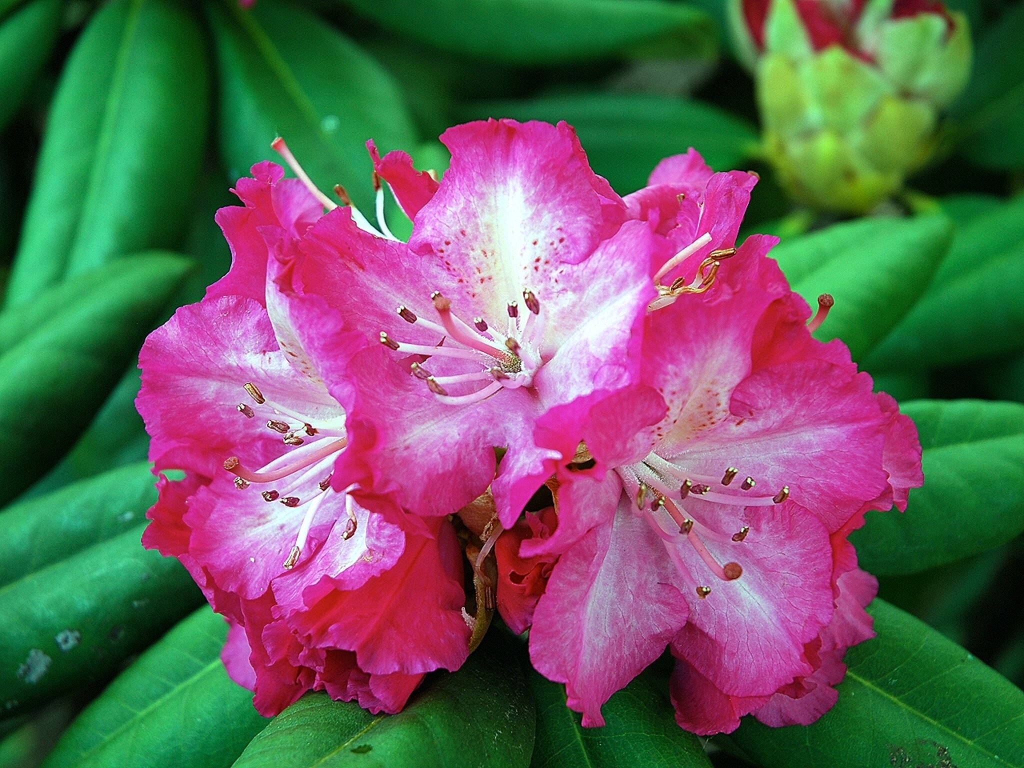 Rhododendron & Azalee – Blüten & Sonne - Uetze