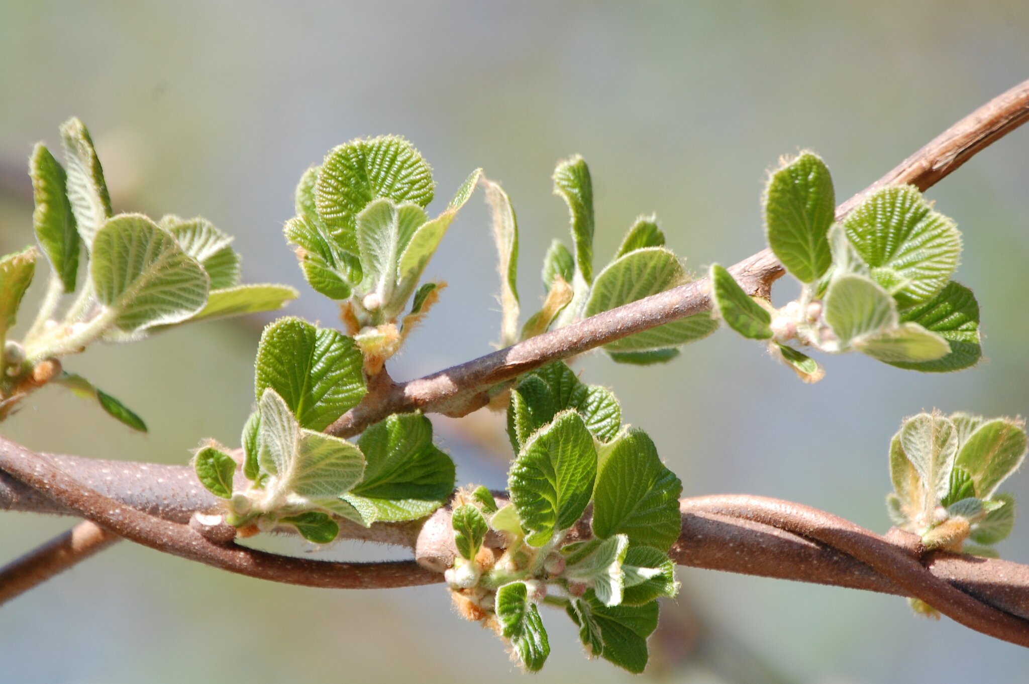 Von der Knospe zur Blüte und hoffentlich auch zur Frucht - Lahstedt