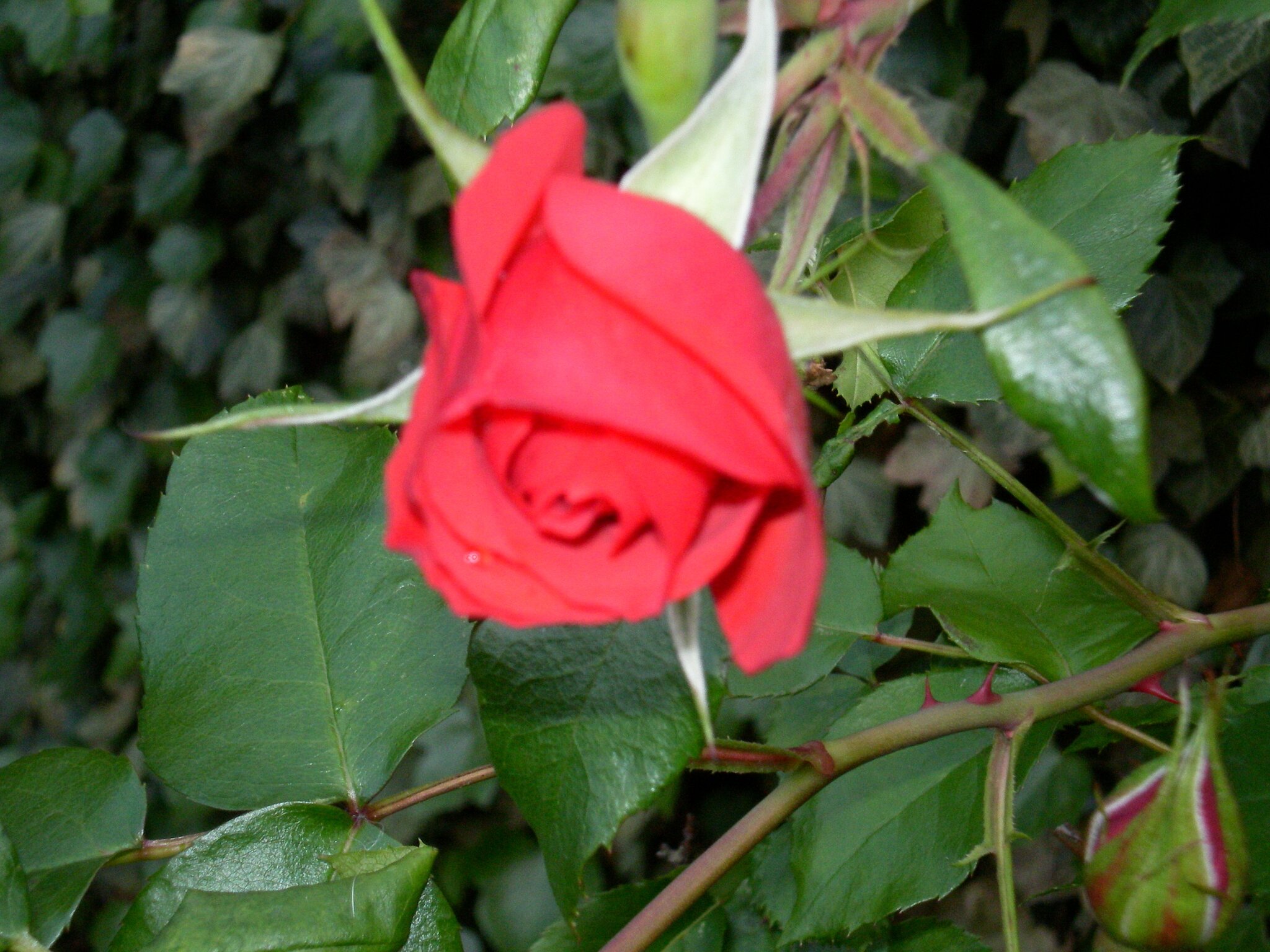 Bahrami, eine Rose nur noch in der Erinnerung - Sarstedt