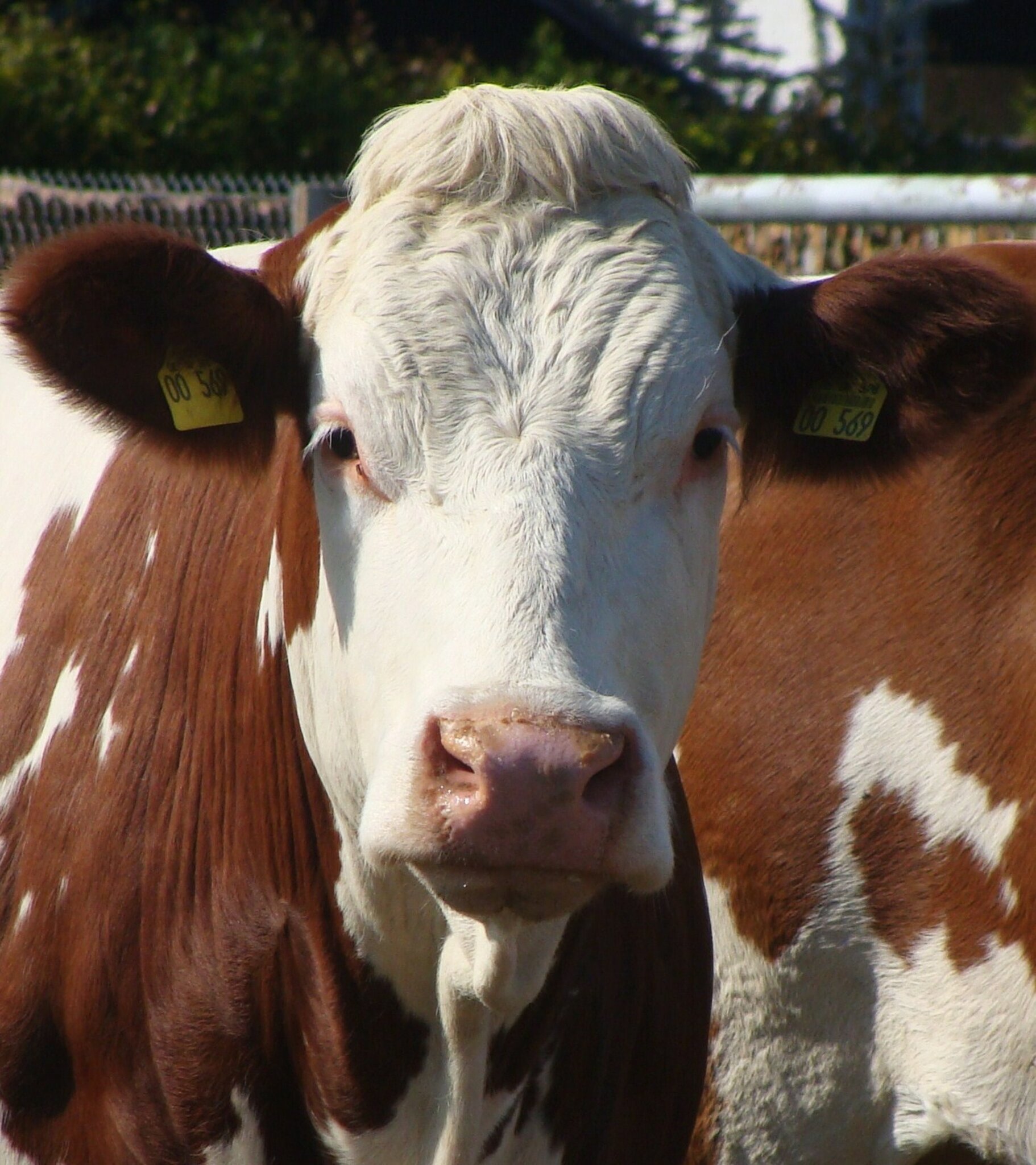 Kuh-Portraits - Meitingen