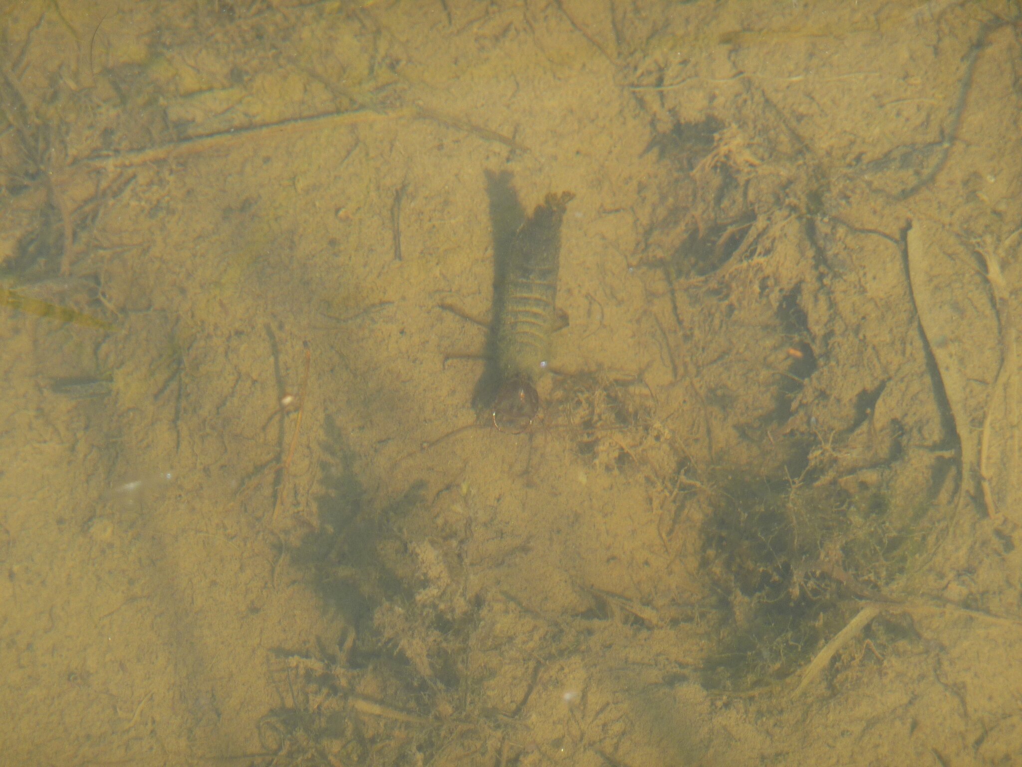 was ist das für ein wassertier? - Neusäß
