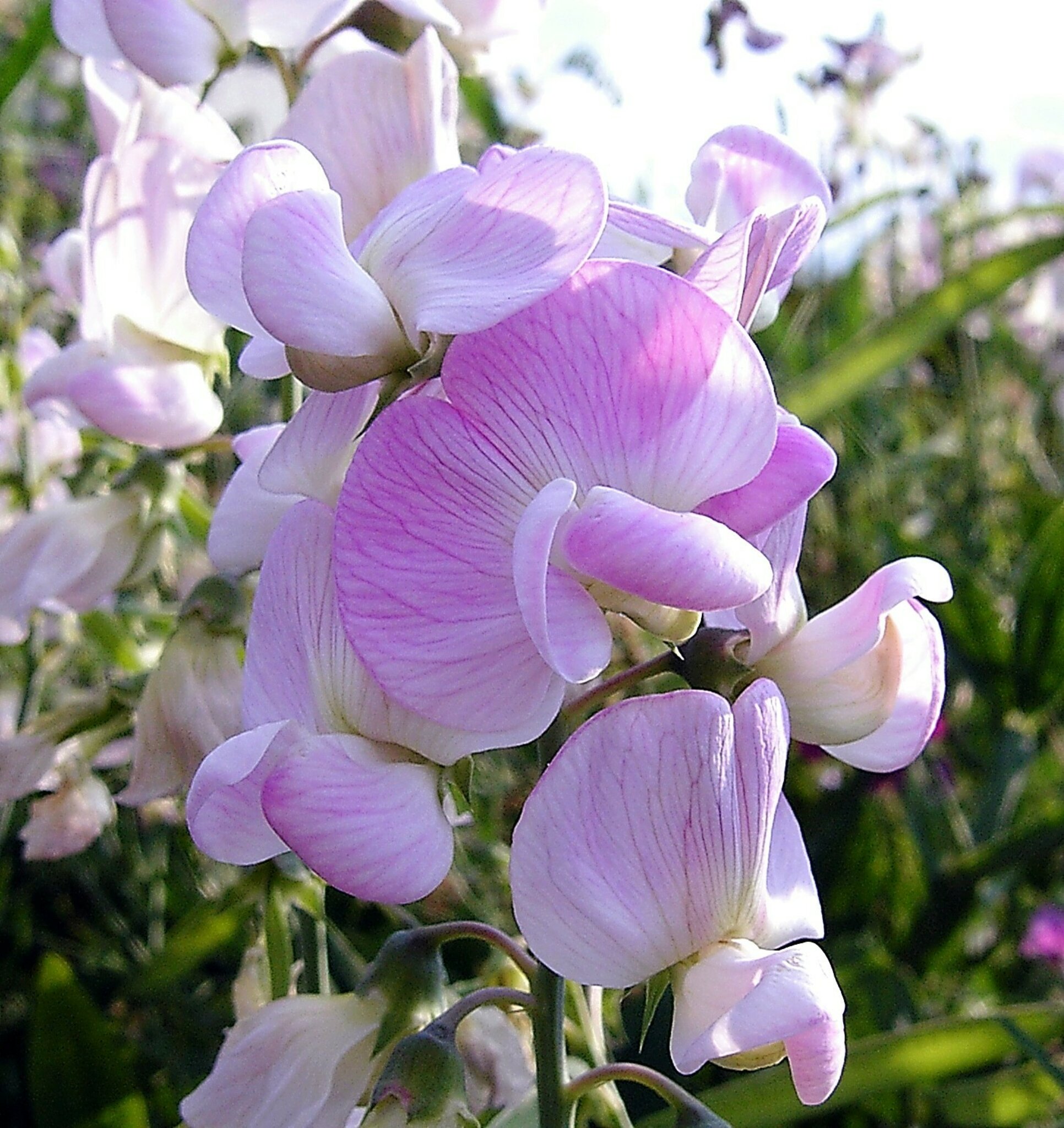 Wilde Wicken - Sehnde