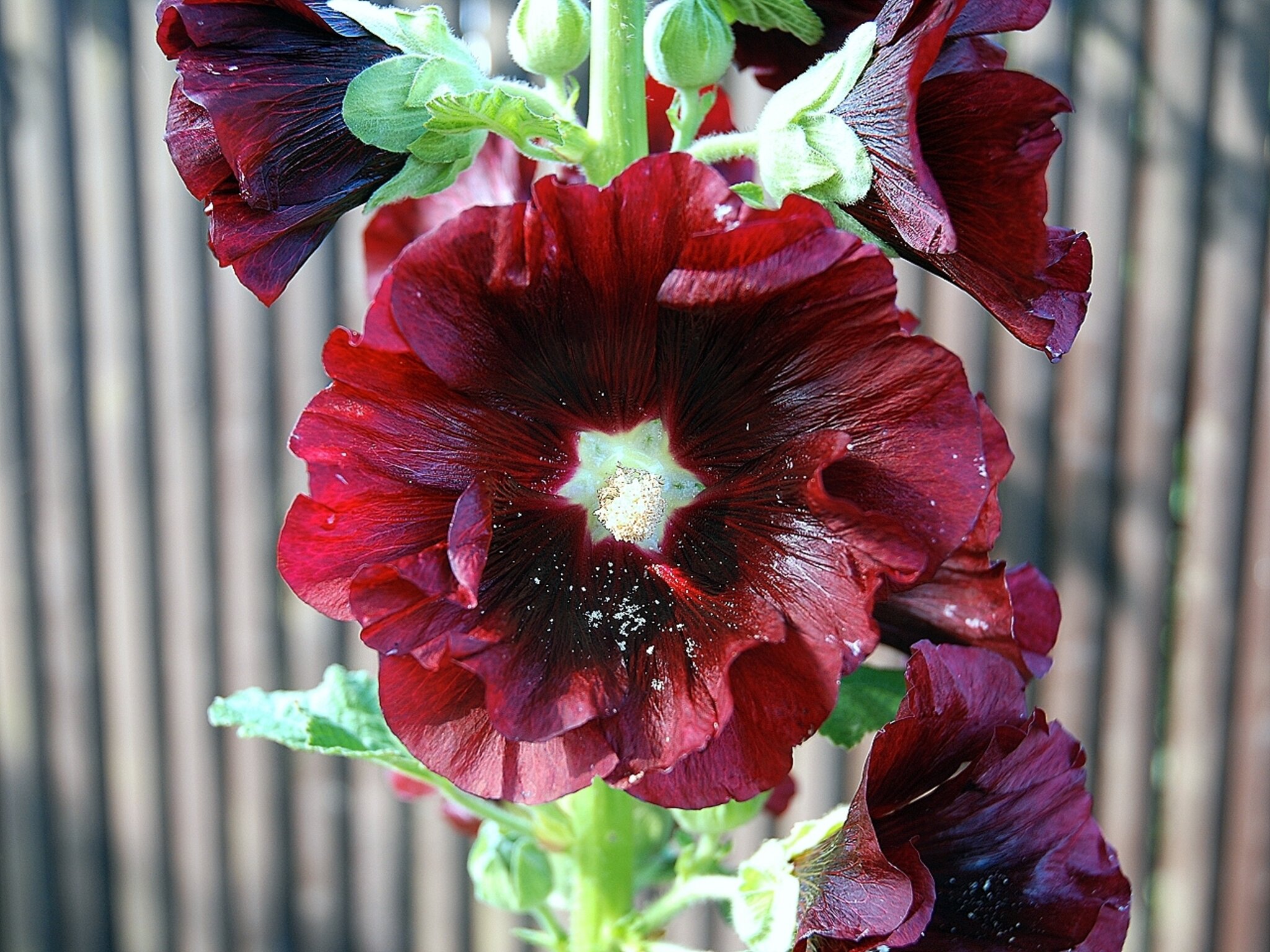 Die bunte Welt der Stockrosen - Uetze