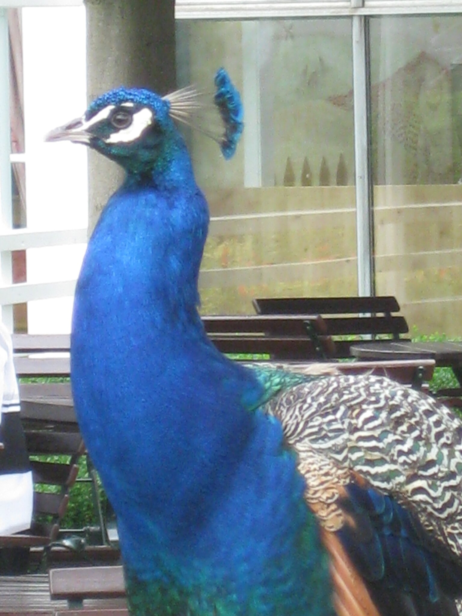 Blauer Pfau (Pavo cristatus) - Donauwörth