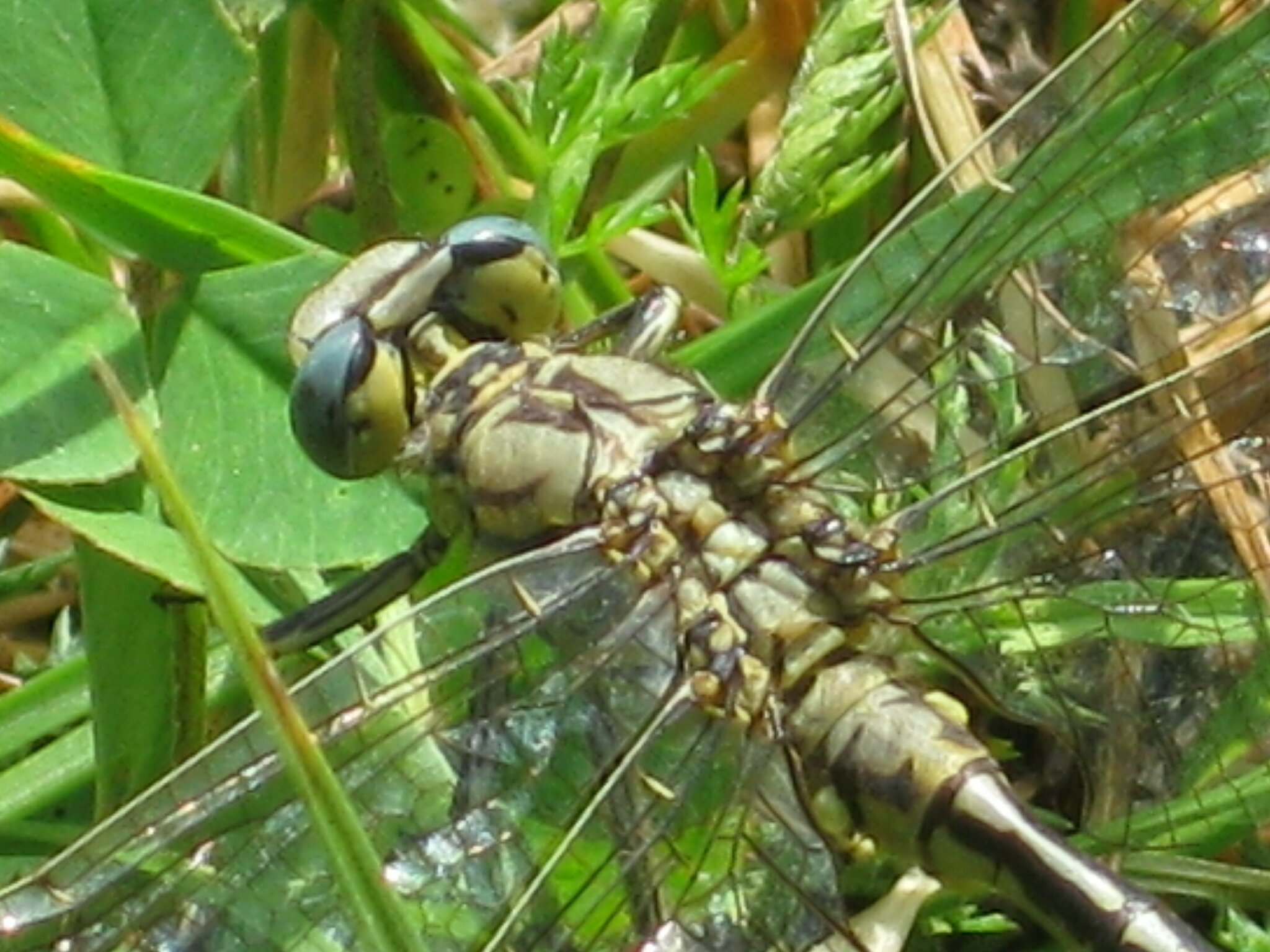 Libelle (Bundeswehr) - Donauwörth
