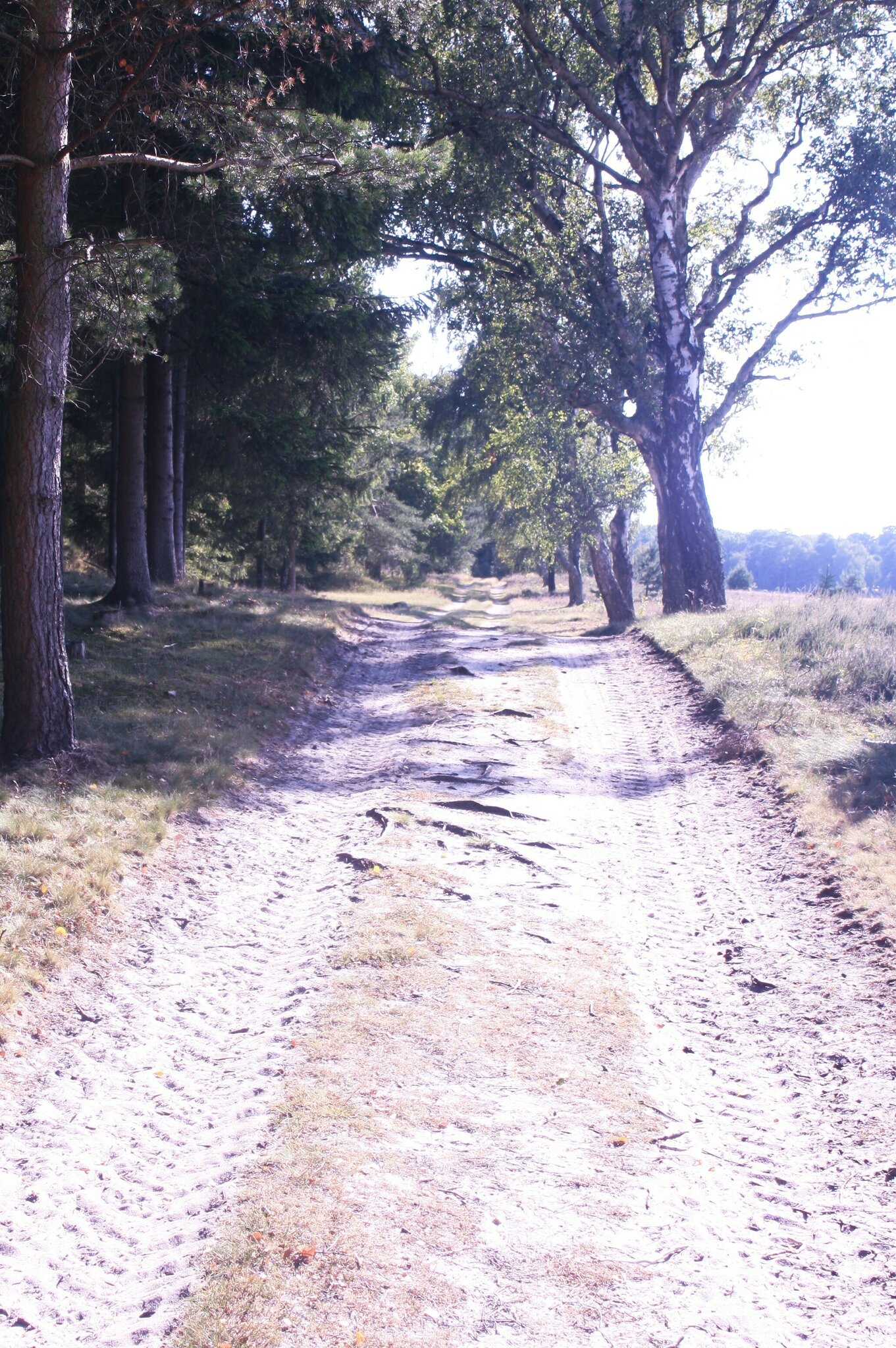 Dynamit aus der Heide - Sarstedt