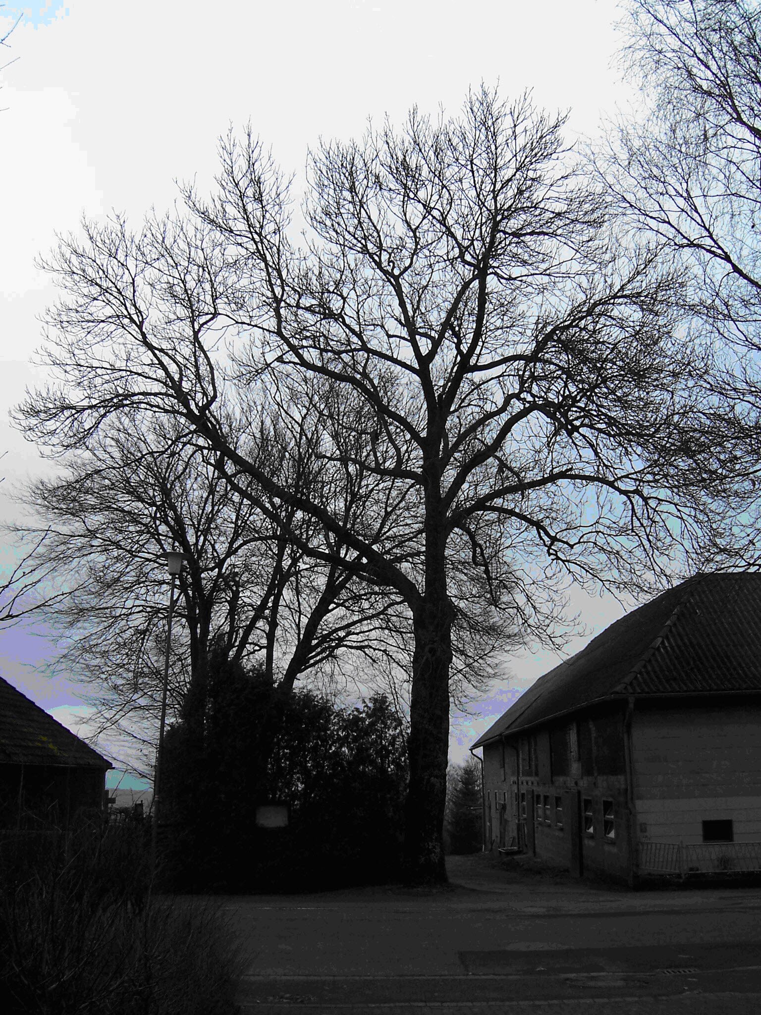 Der Eschenbaum von Herhahn - Simmerath