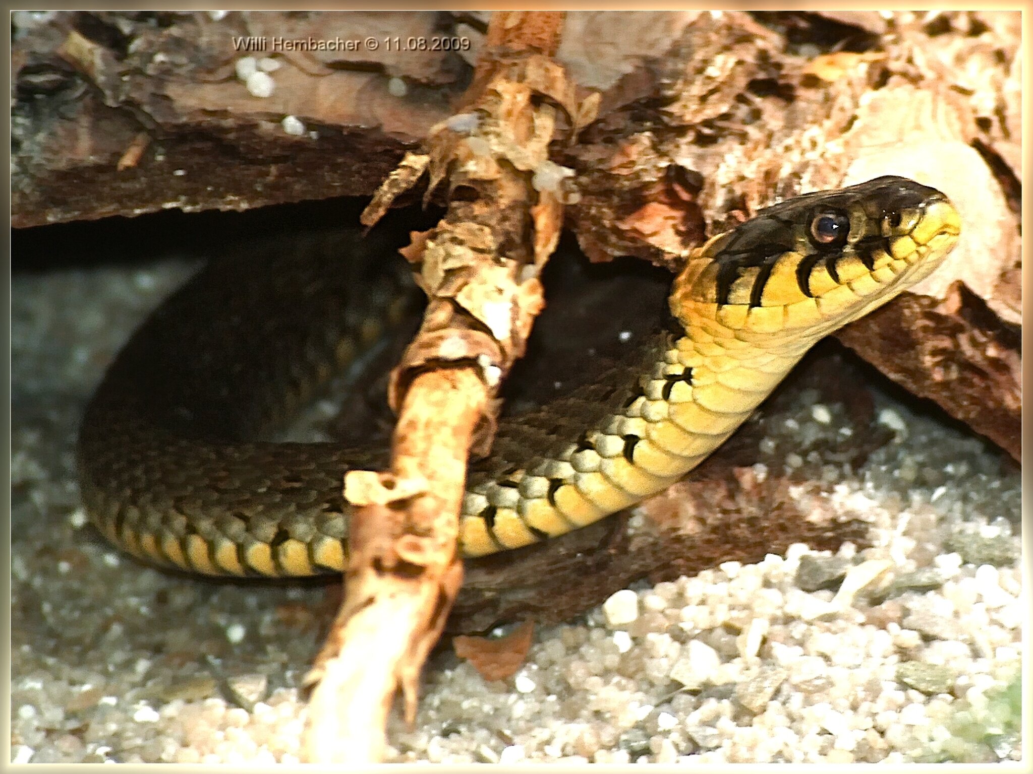 Die Ringelnatter (Natrix natrix) - Gersthofen