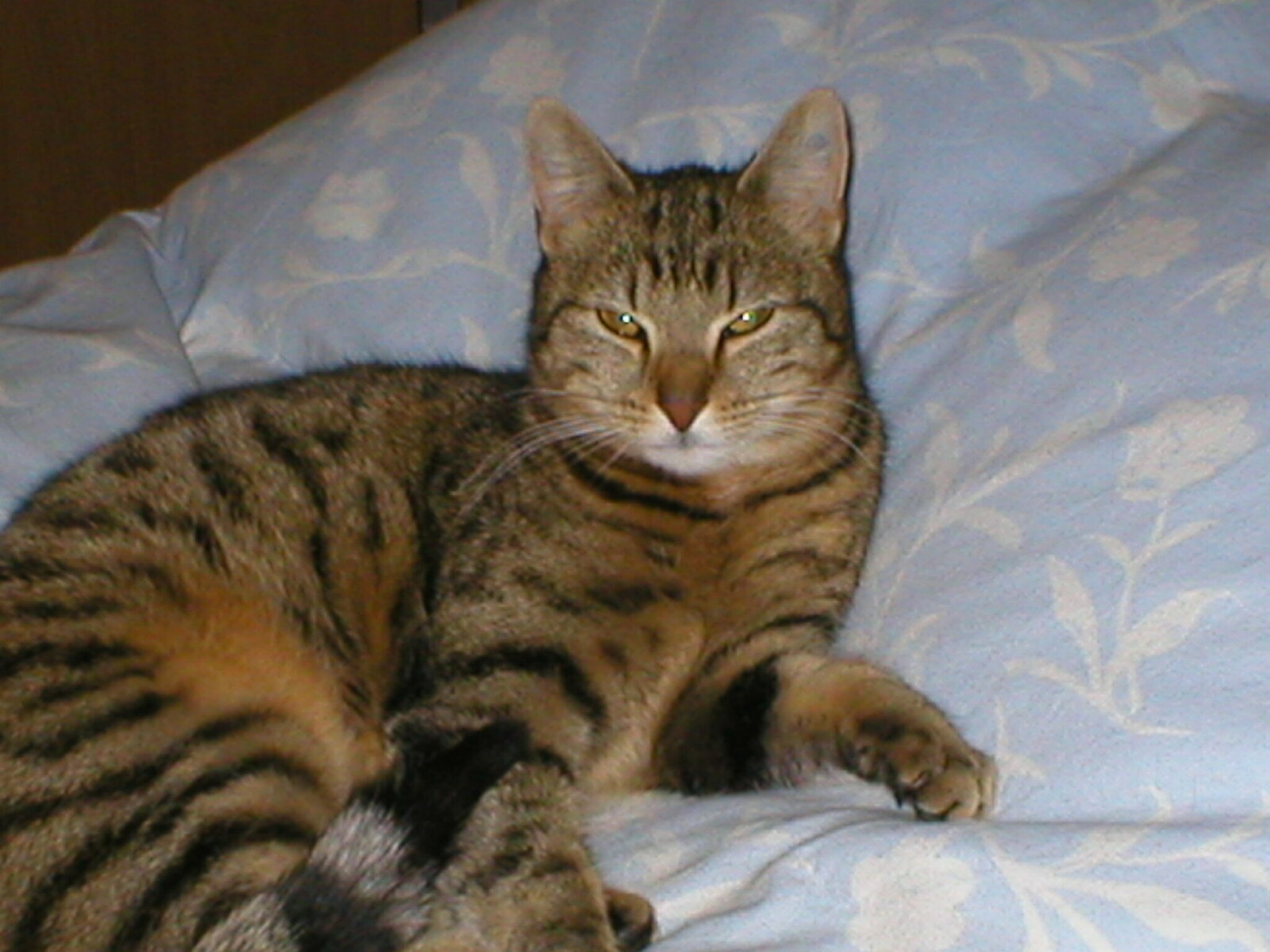 Katze Kitty,stolze Herrscherin über Haus und Garten - Oelde