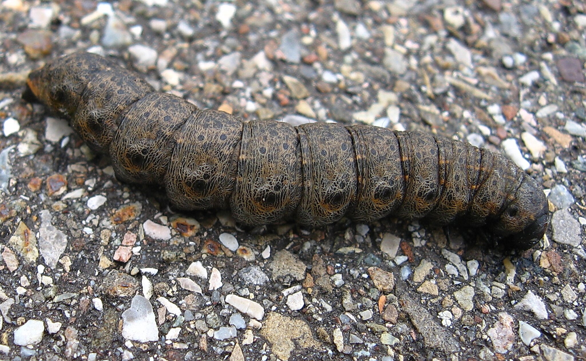 Etwas müde Raupe quert den Radweg bei Schabringen: Schattenmönch ...