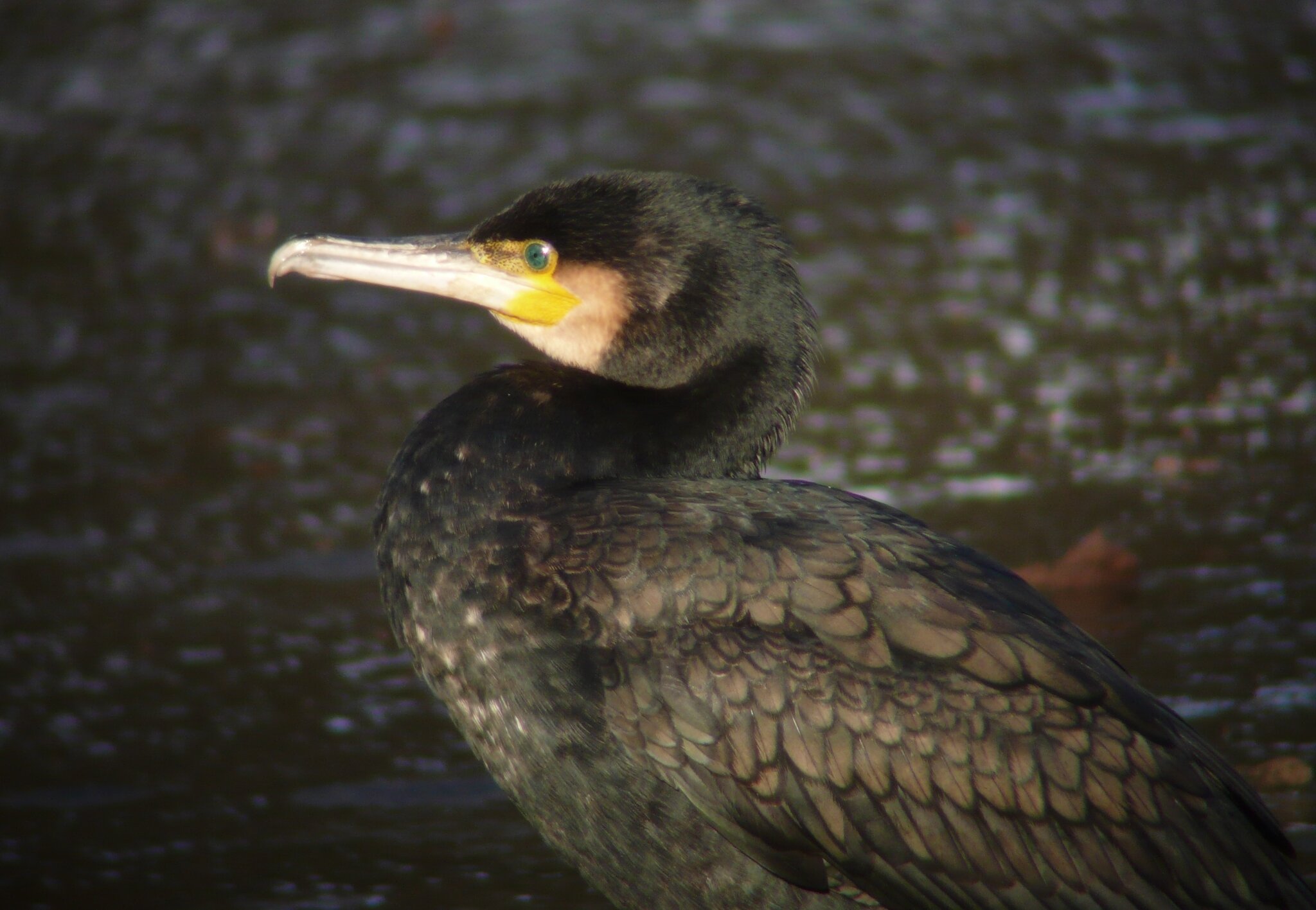 Der Kormoran ist Vogel des Jahres 2010 - Langenhagen