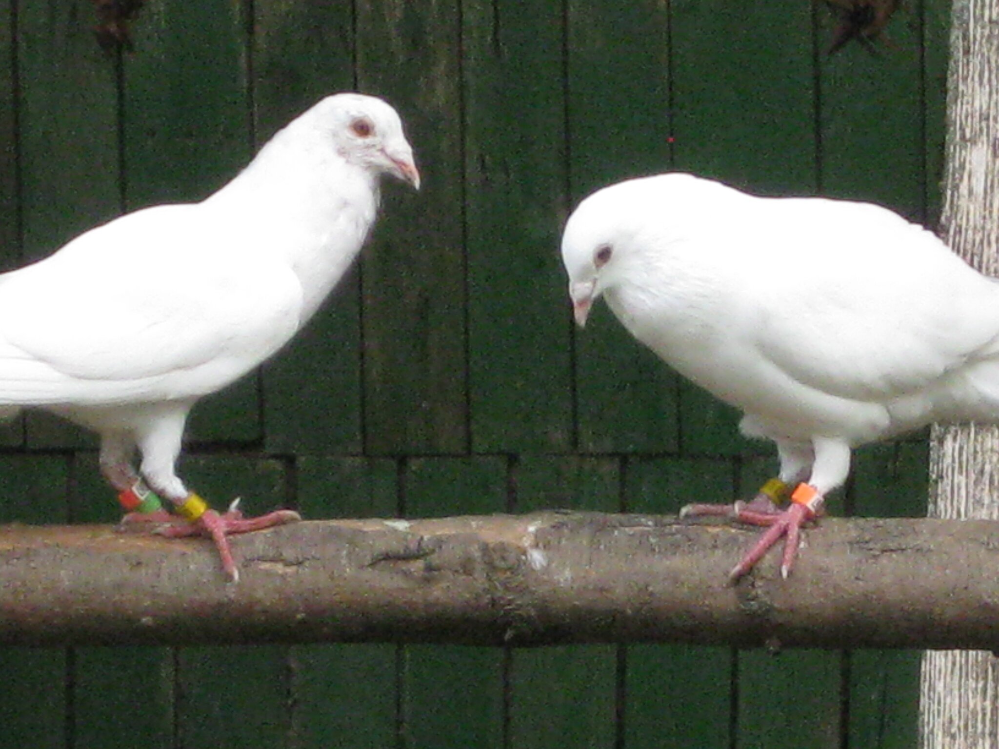 Tauben (Zuchttauben) - Donauwörth