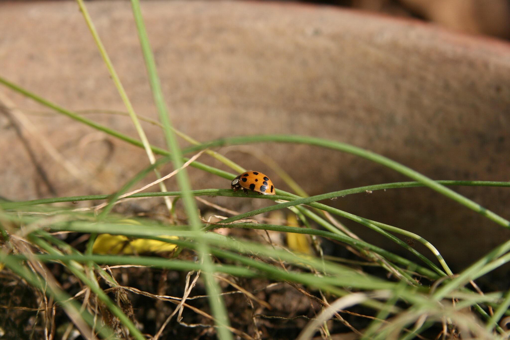 Maria Käfer - Düsseldorf