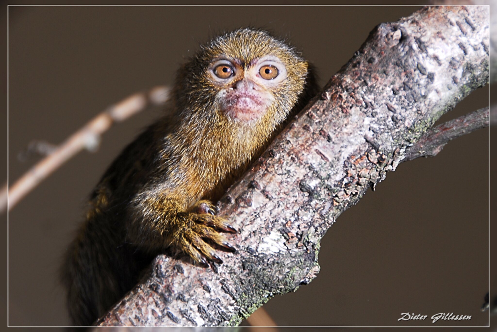 die "kleinsten Affen" im Augsburger Zoo, das Zwergseidenäffchen - Augsburg
