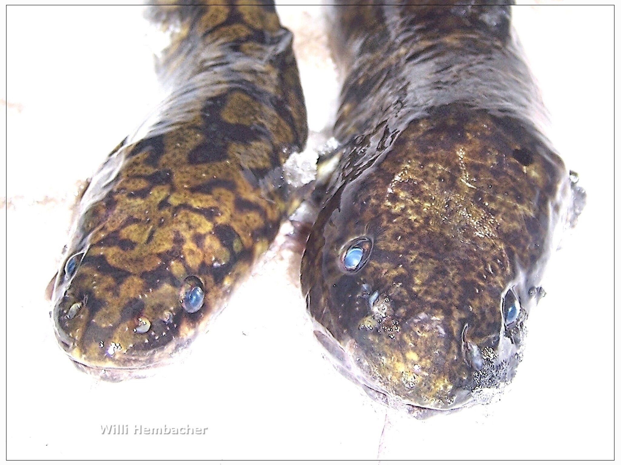 Die Aalrutte (Aalraupe, Trüsche oder Quappe) (Lota lota) - Gersthofen