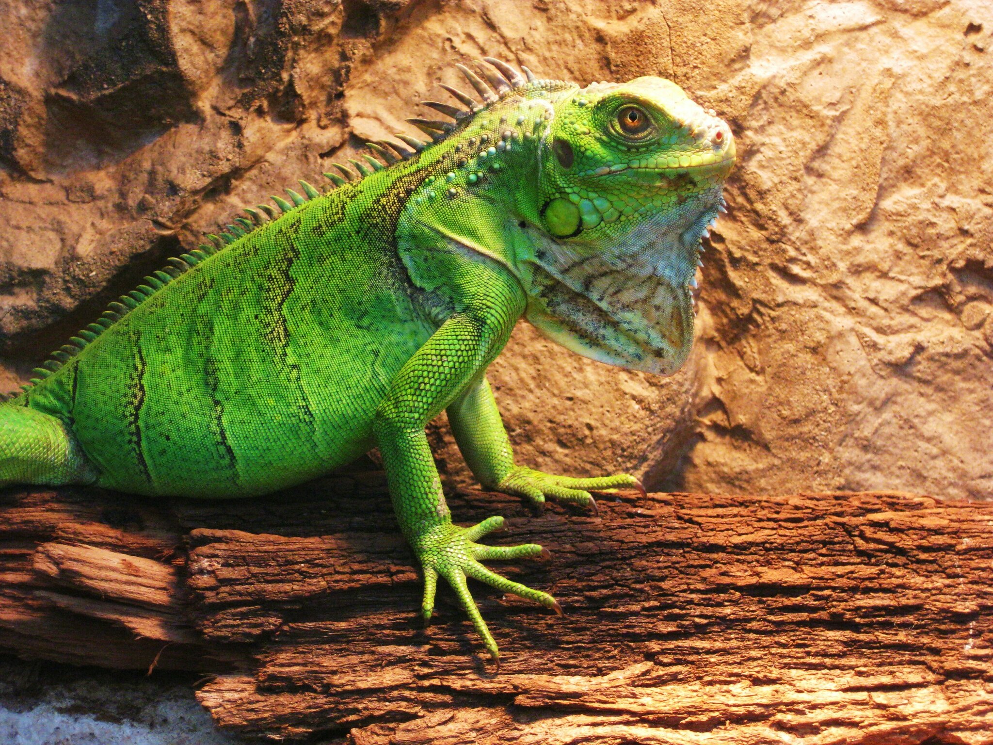 Grüner Leguan (Iguana iguana) - Donauwörth