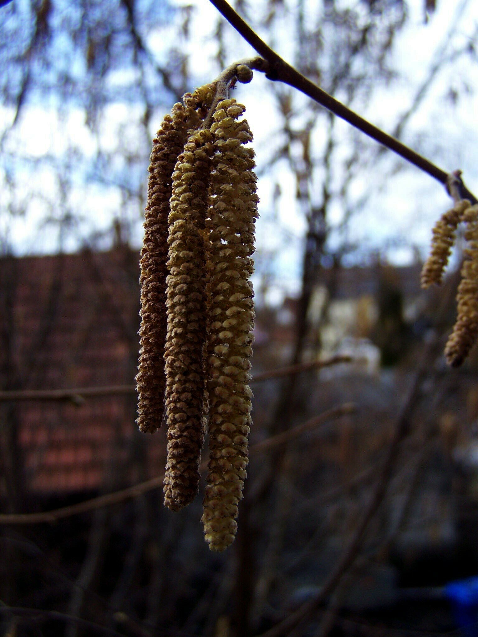 Der Haselnussstrauch – Zierde oder unwillkommener Wildwuchs??? - Krumbach