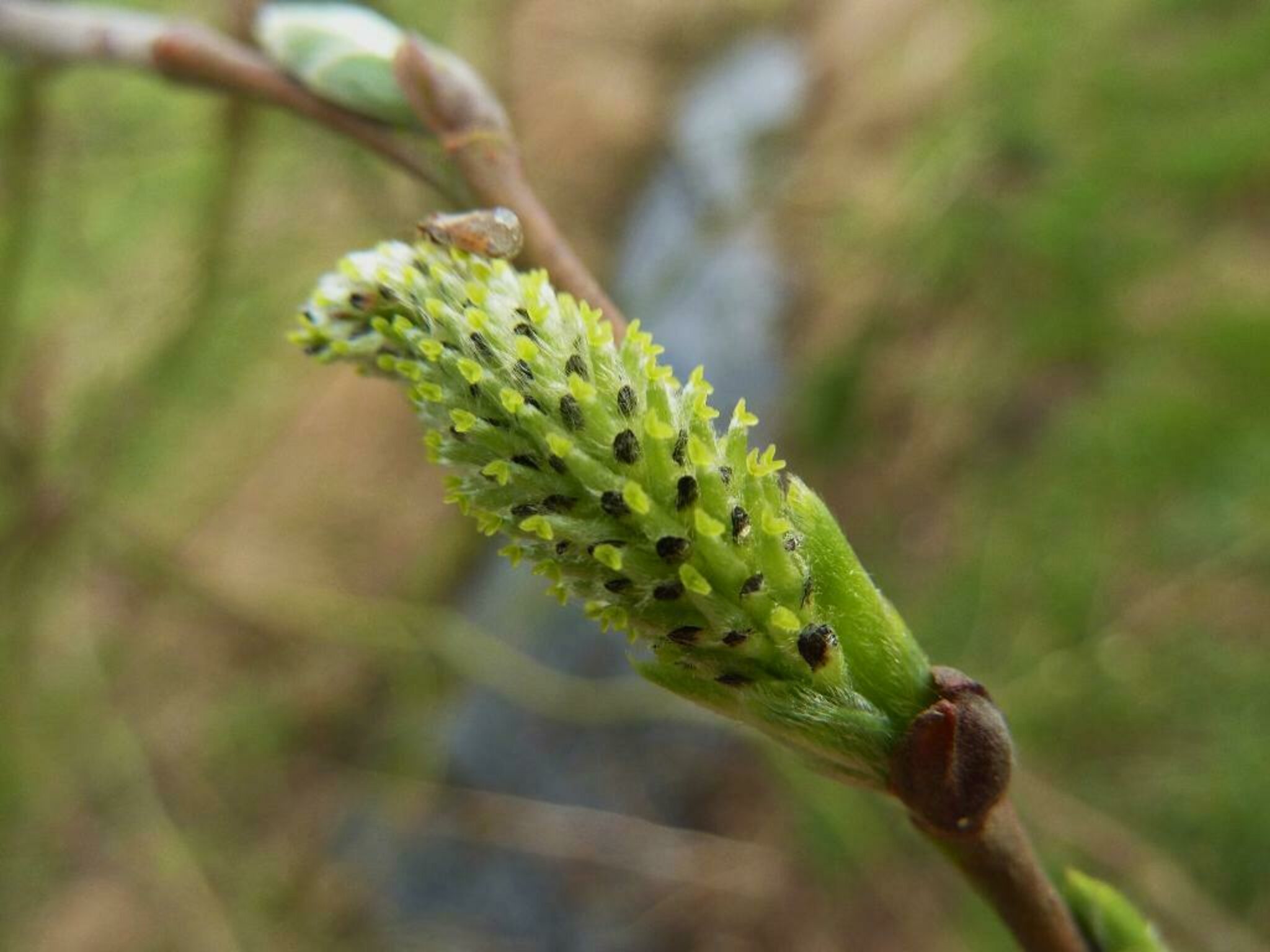 Nennen wir es Frühlingslied - Stemwede