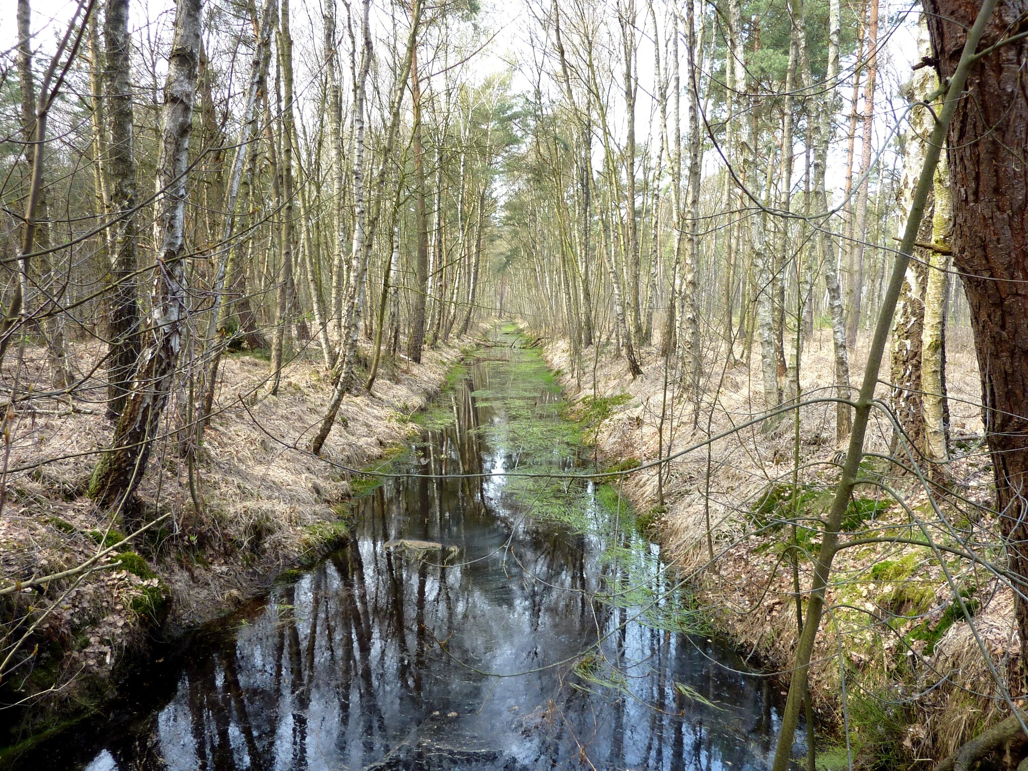 Noch ein Moor: Das Oldhorster Moor - Burgwedel