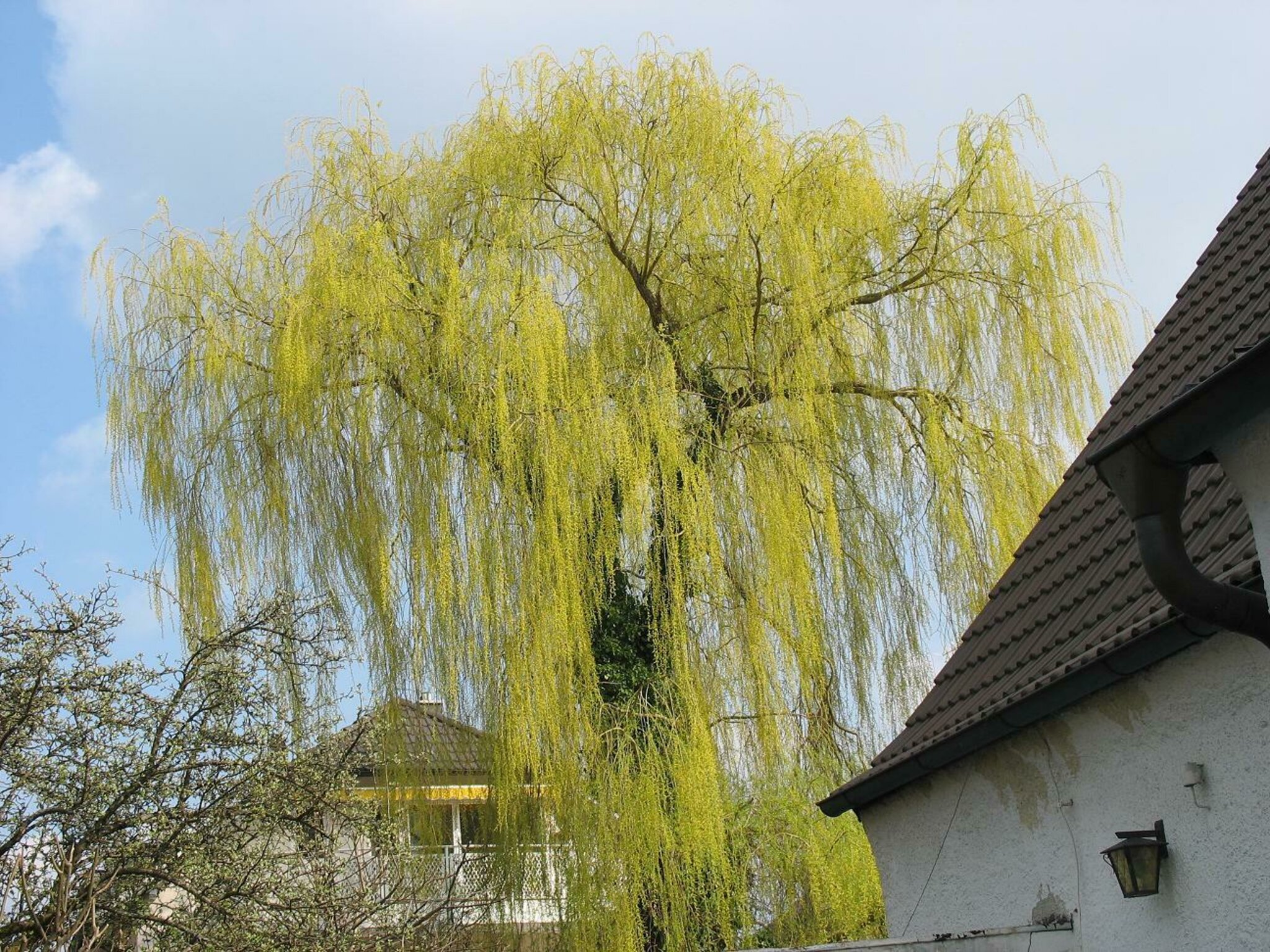 Frühling in Waldperlach, Teil 50 - München