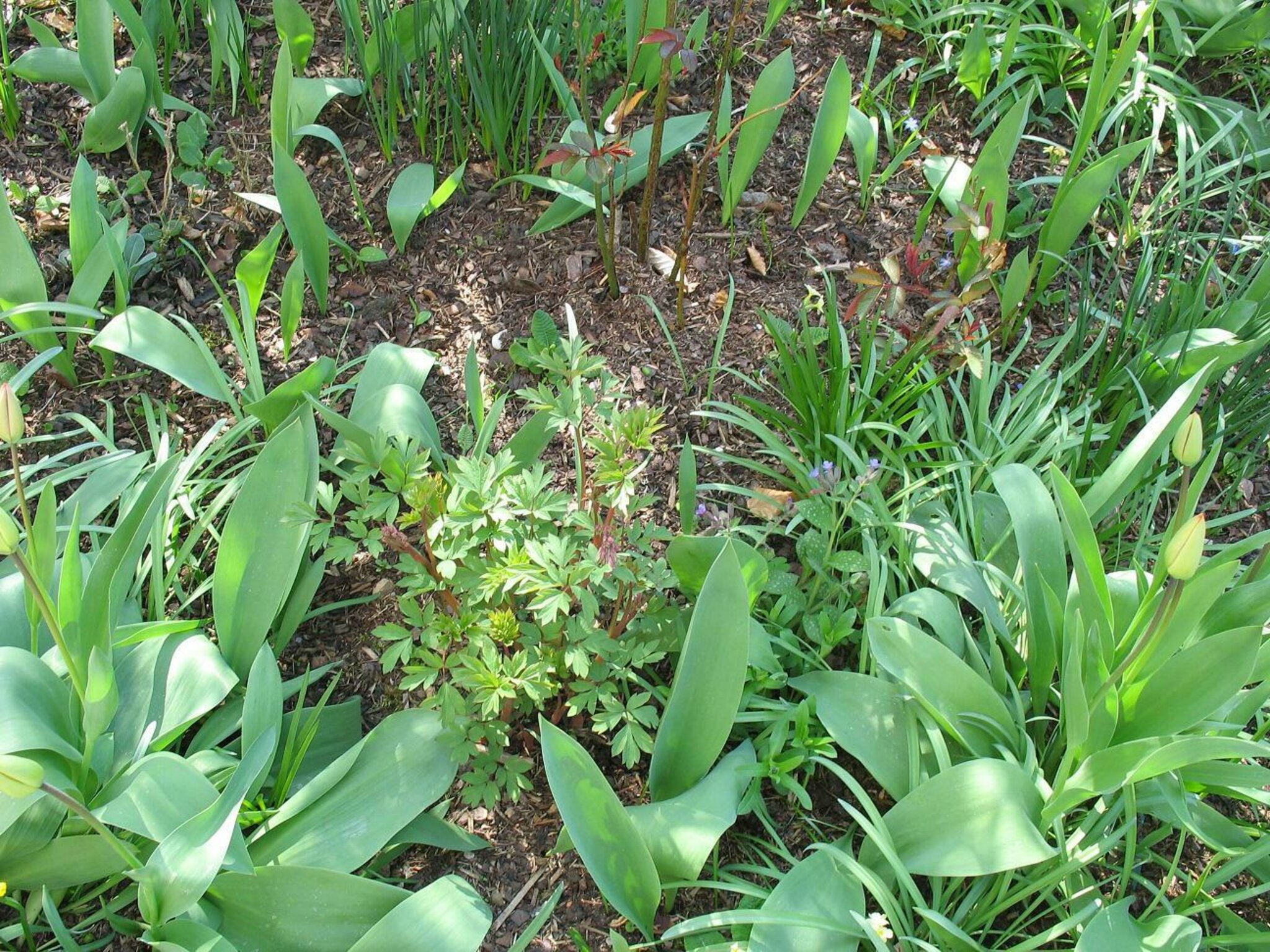 Frühling in Waldperlach, Teil 58 - München