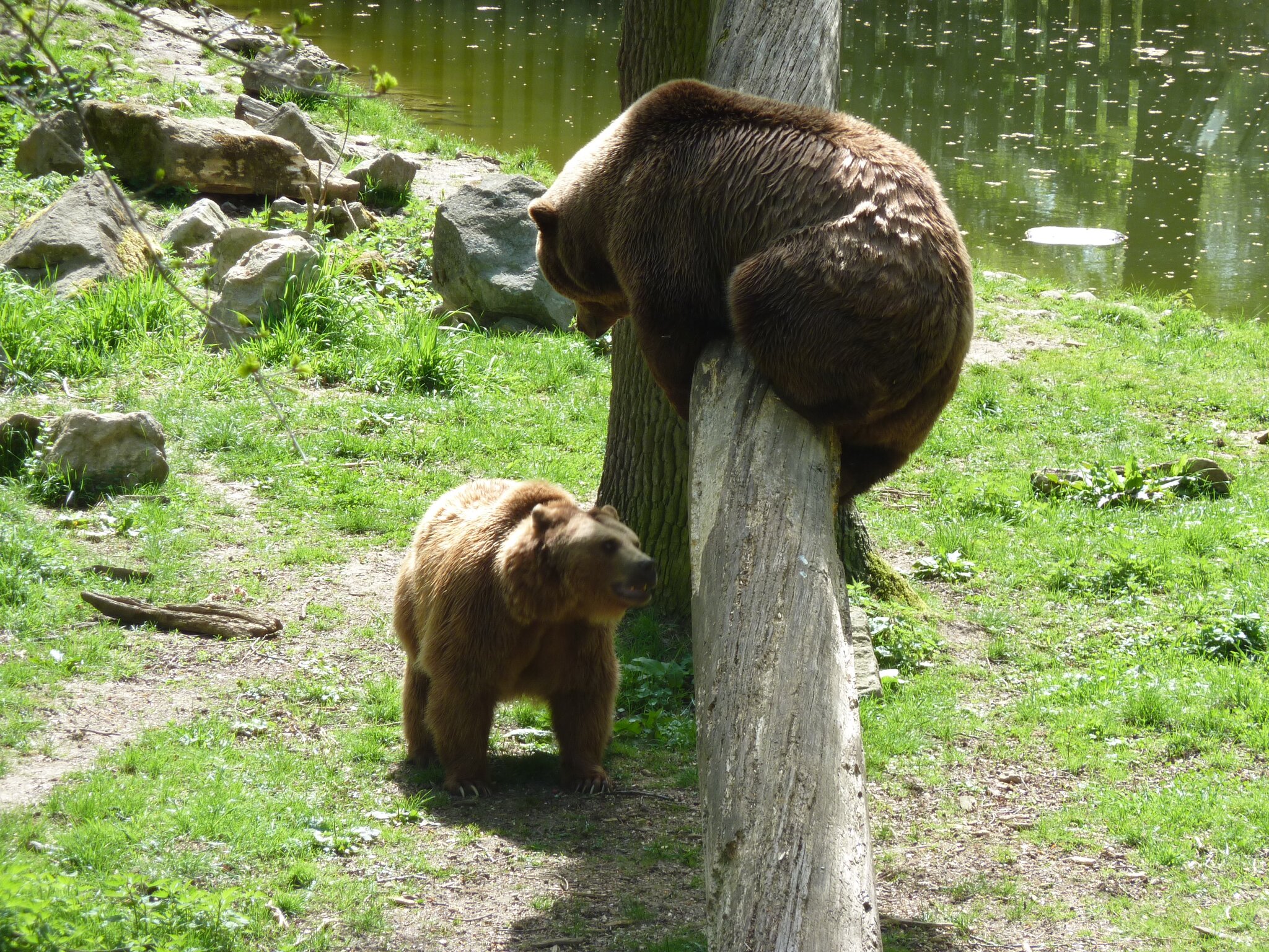 Ausflugstipp - Bären und viele andere Tiere im Wisentpark bei Springe ...