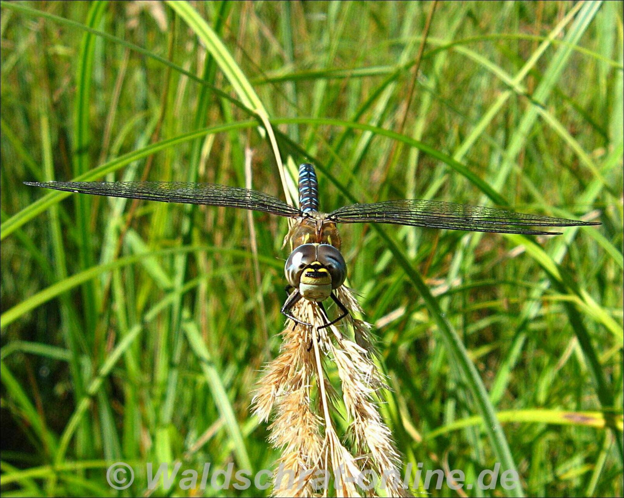 In Ihren Leistungen unerreicht: Wissenswertes aus der Welt der Libellen ...