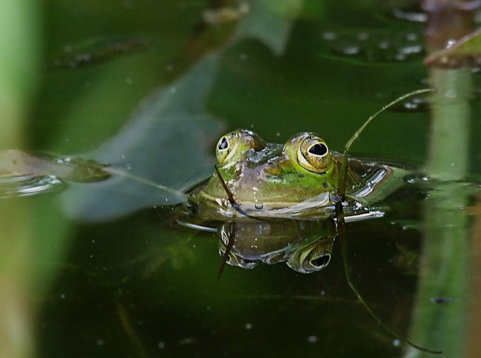 Heute am Gartenteich(Frosch mit großen Augen) - Neustadt am Rübenberge