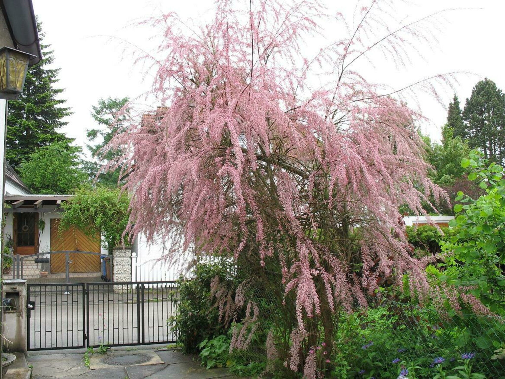 Frühling in Waldperlach, Teil 90 - München