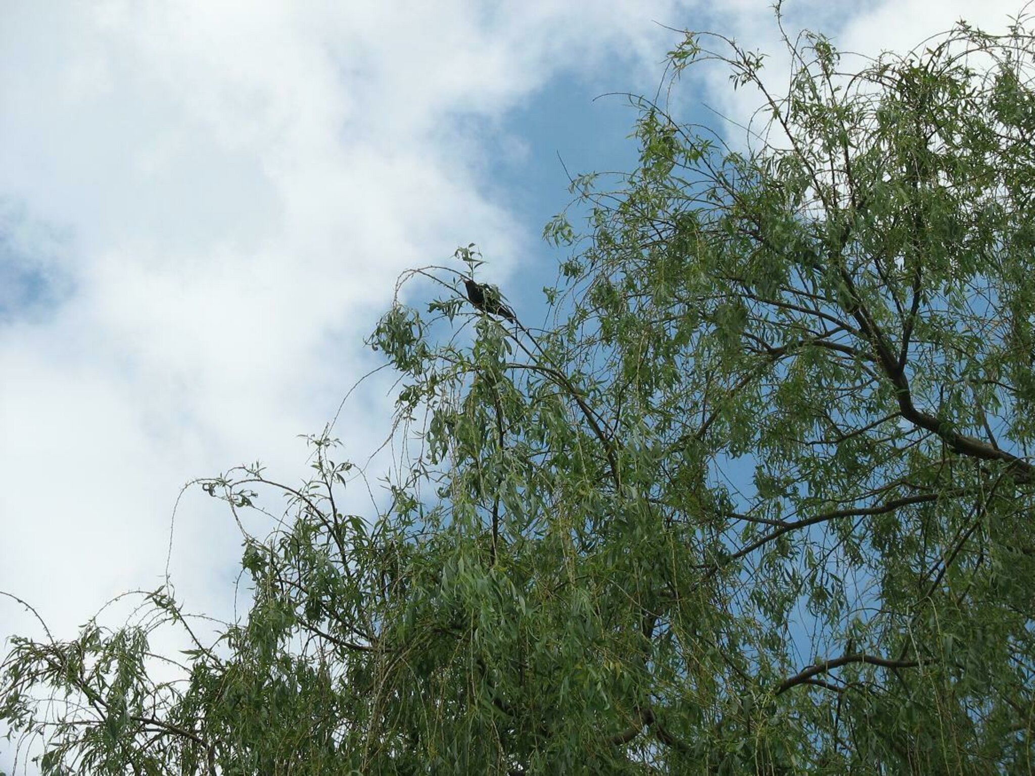 Frühling in Waldperlach, Teil 92 - München